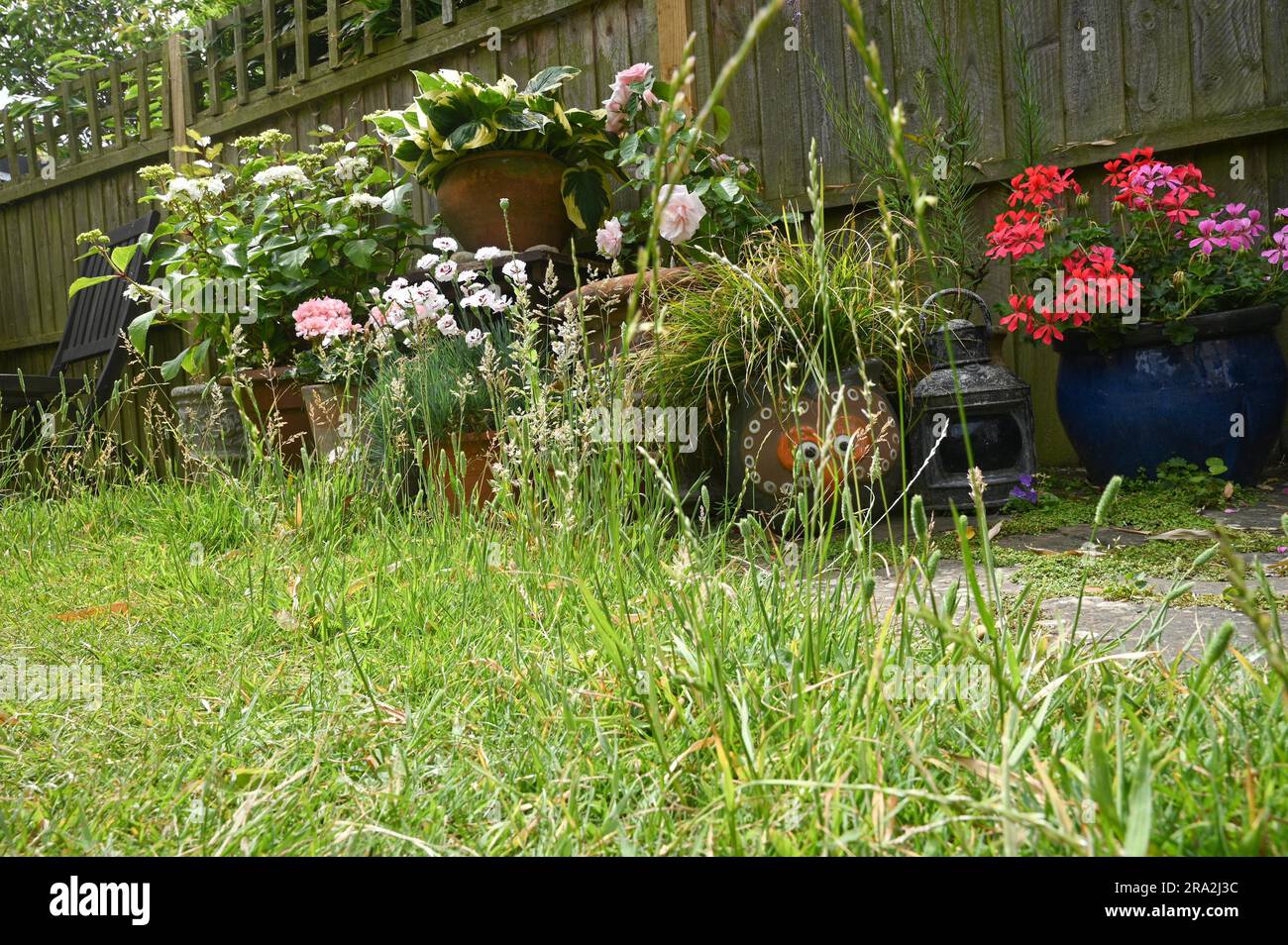A grass lawn that has been allowed to grow naturally and not mown or ...