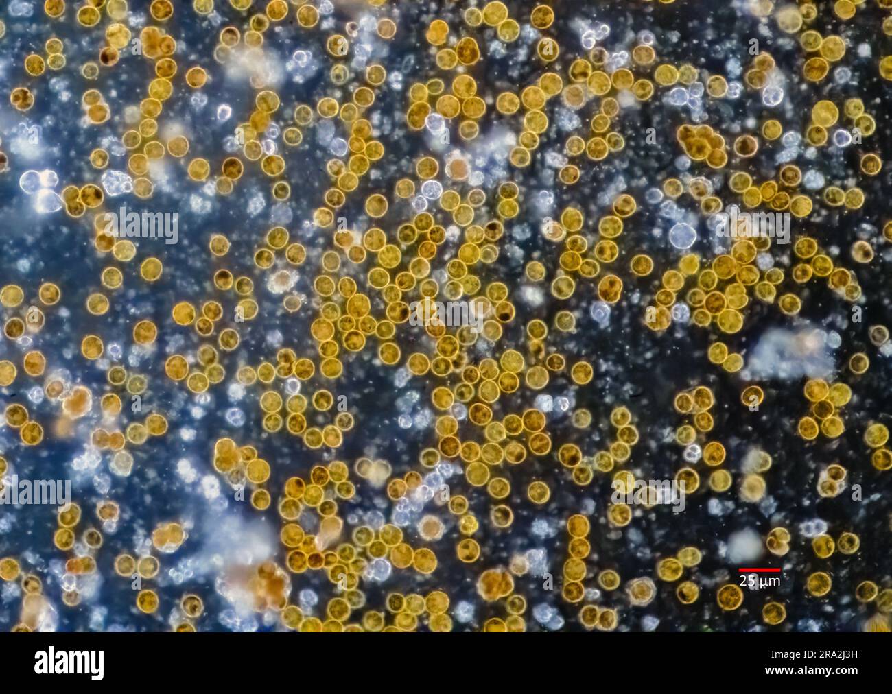 400x hi-res stock photography and images - Alamy