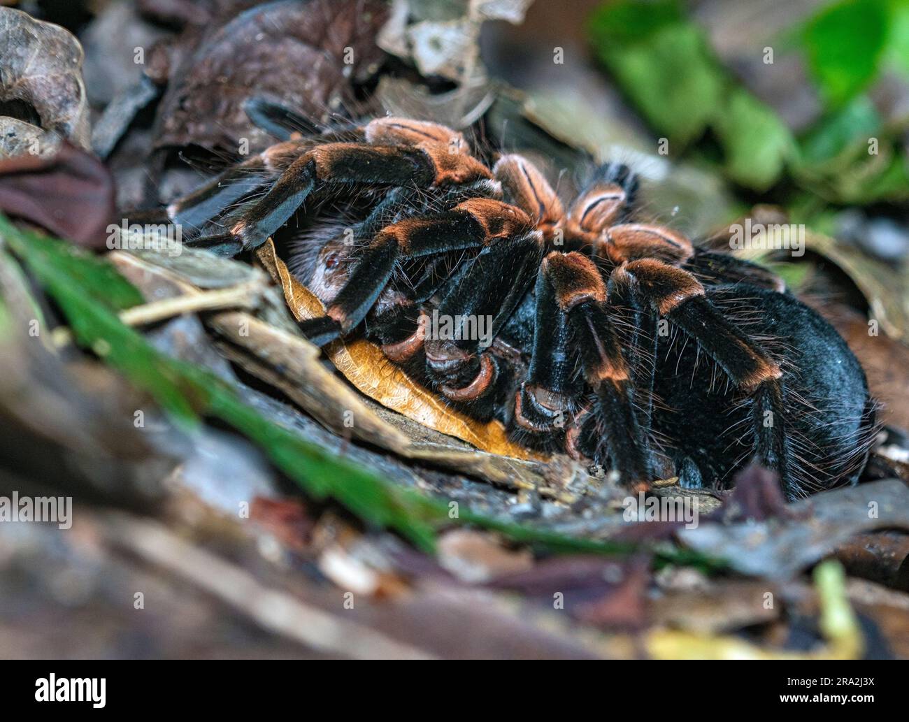 Costa Rica redlegged tarantula (Megaphobema mesomelas,) from Bosque de ...