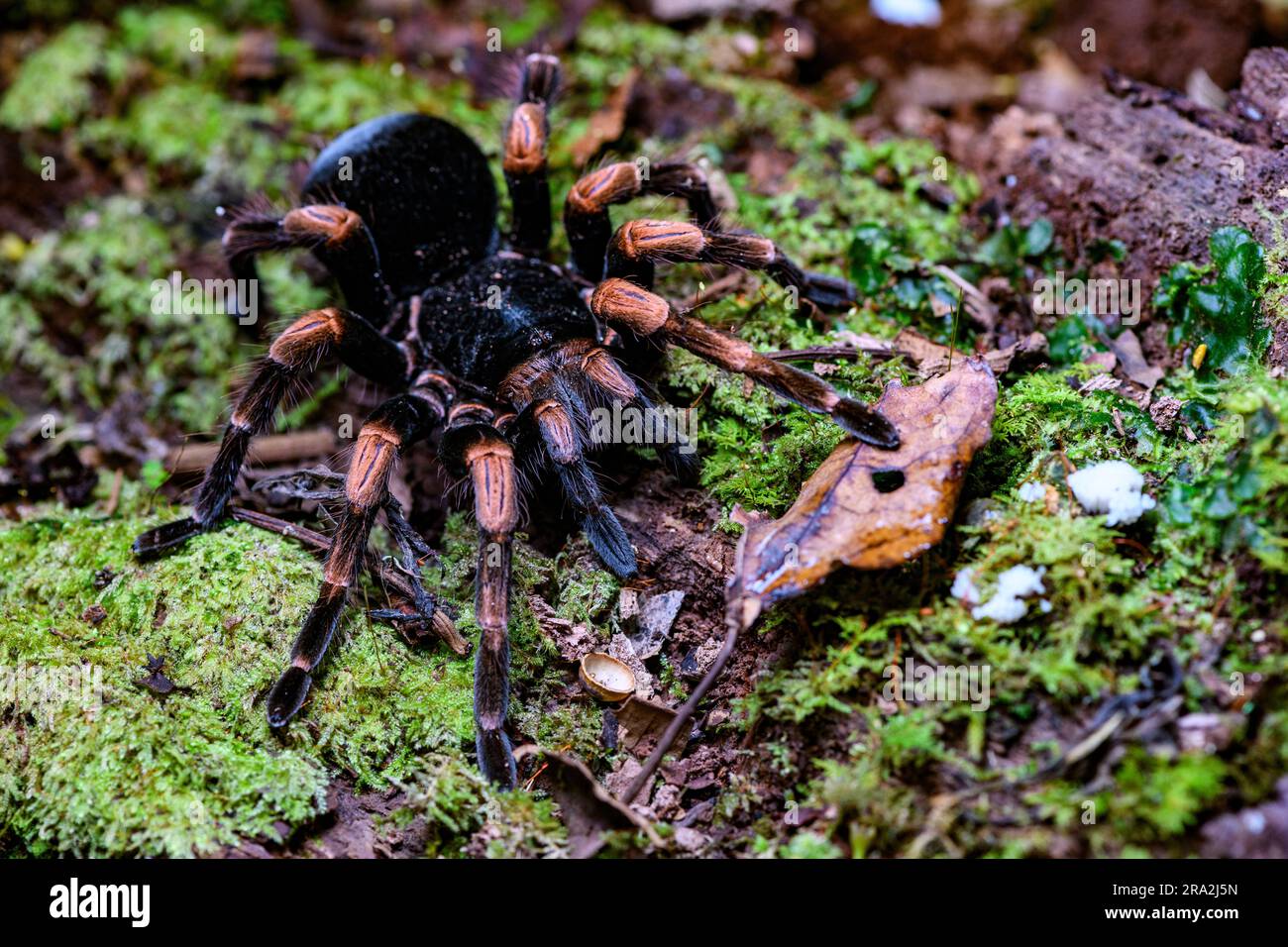 Costa Rica redlegged tarantula (Megaphobema mesomelas,) from Bosque de ...