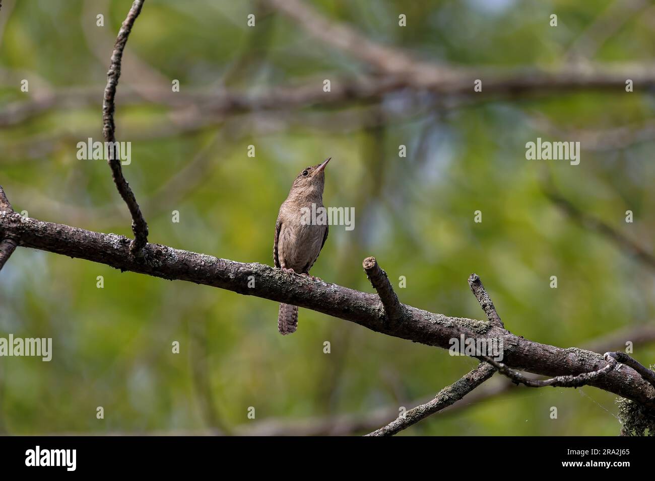 The house wren (Troglodytes aedon). The house wren is a very small bird ...