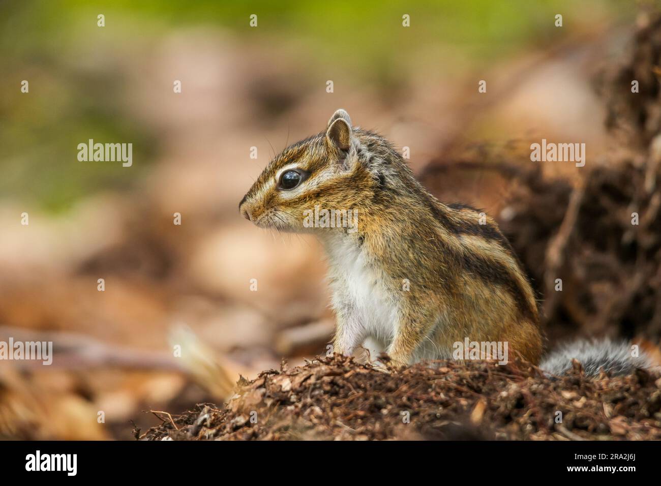 A cute and curious squirrel standing on a bed of leaves, dirt, and ...