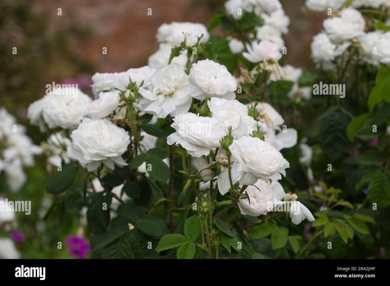 Double white old fashioned rose hi-res stock photography and images - Alamy