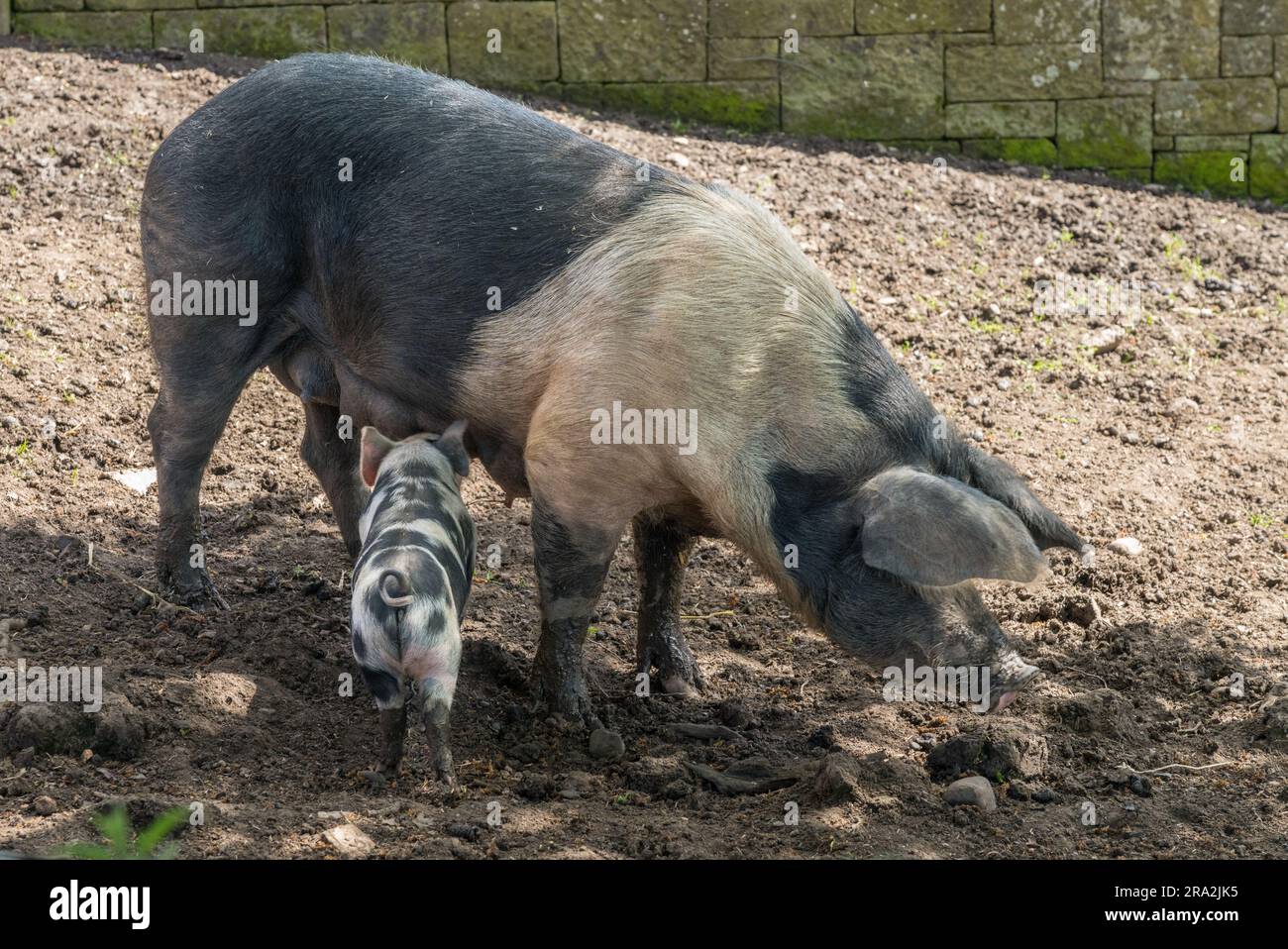 Saddleback sow with piglet hi-res stock photography and images - Alamy