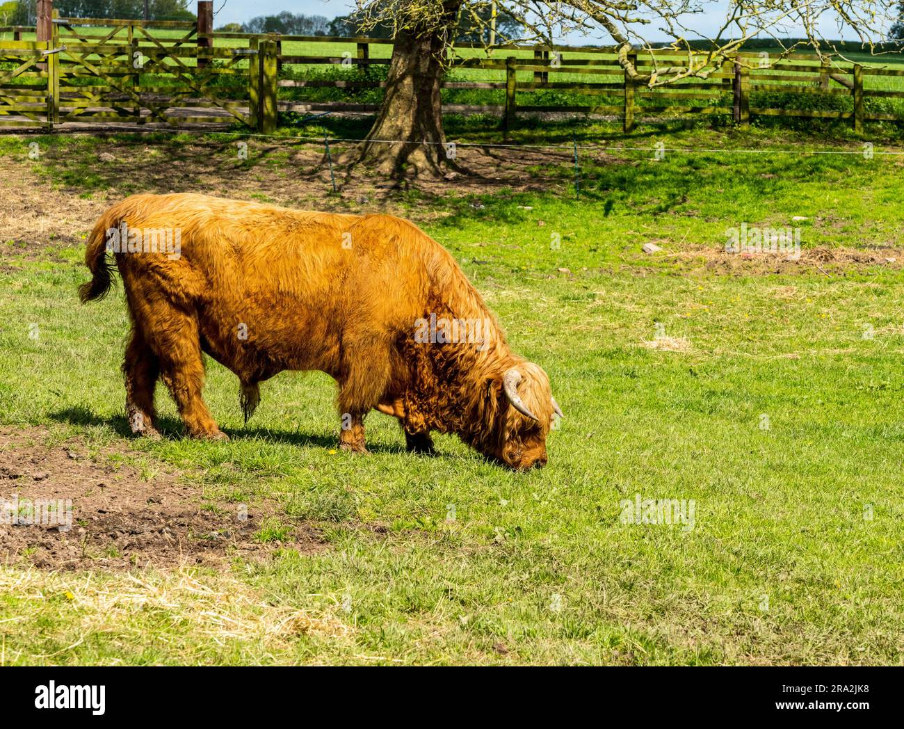 Highland cattle bull grazing in field in England Stock Photo - Alamy