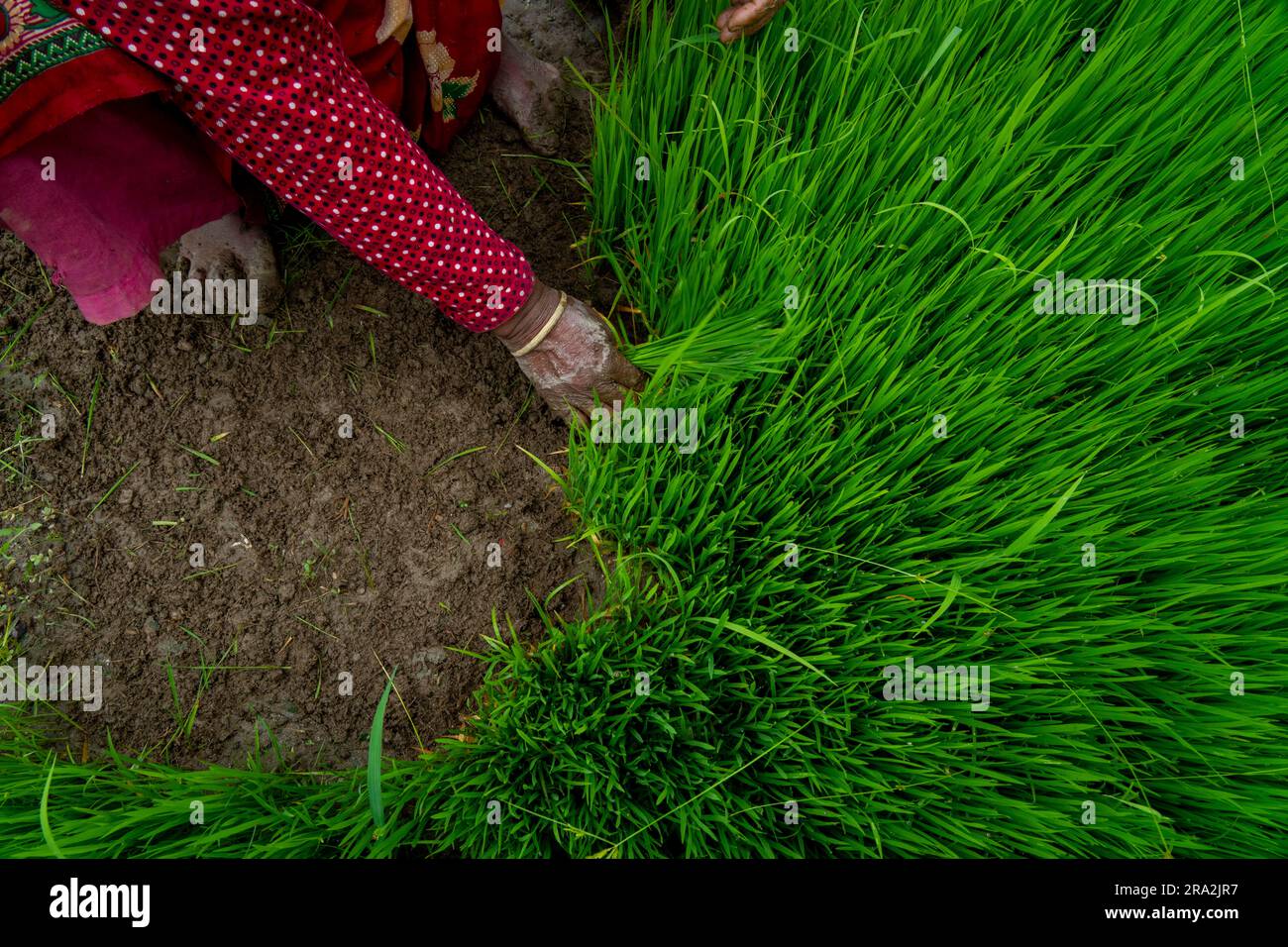 A farmer plucks paddy saplings to plant during Asar Pandra or national ...
