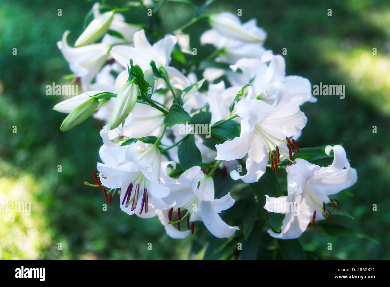 Casablanca lilies hi-res stock photography and images - Alamy