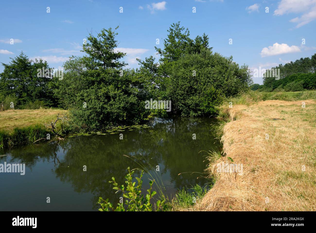 France, Territoire de Belfort, Brebotte, Bourbeuse river, Yellow Water ...