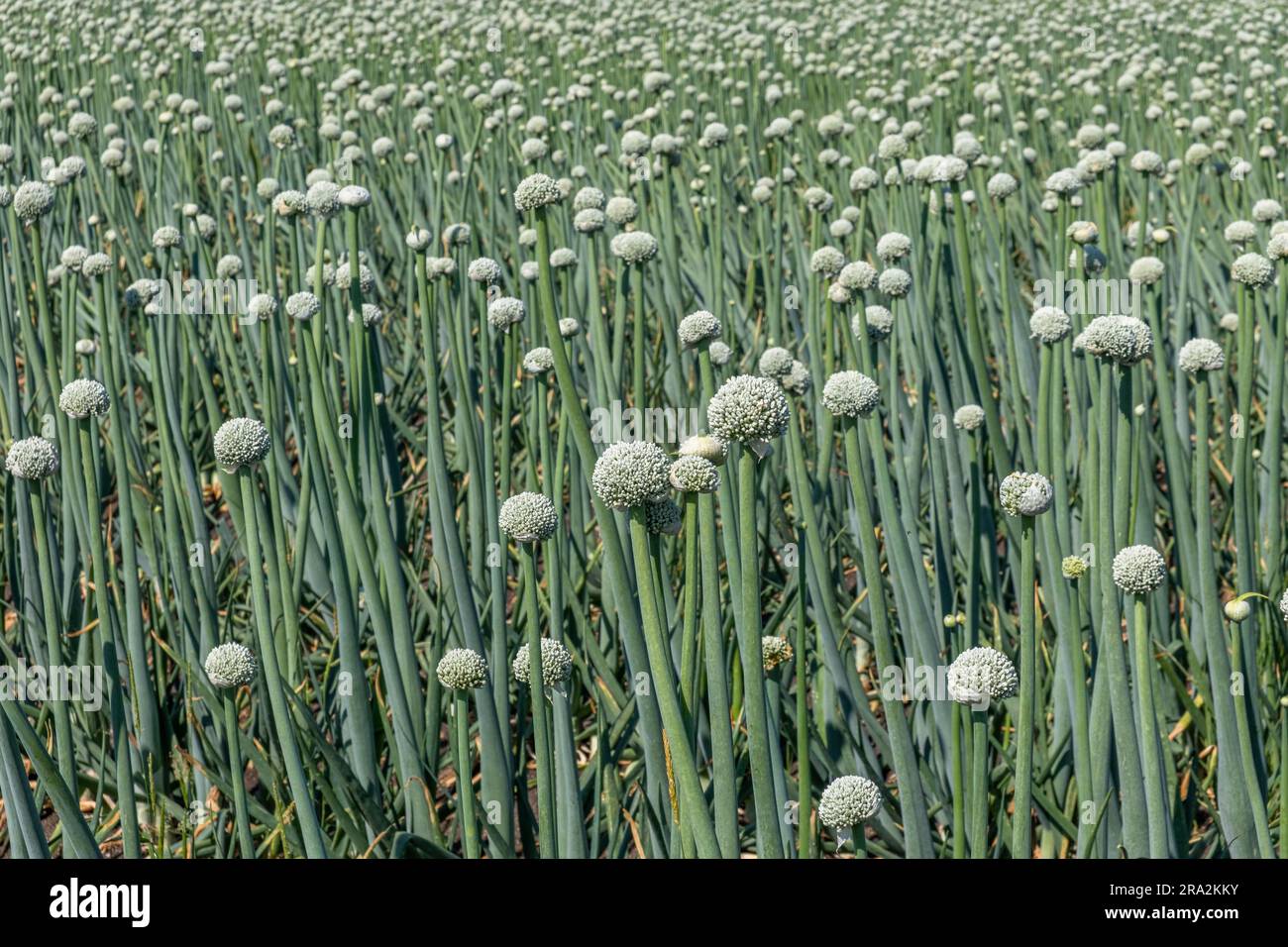 Onion seed production hi-res stock photography and images - Alamy
