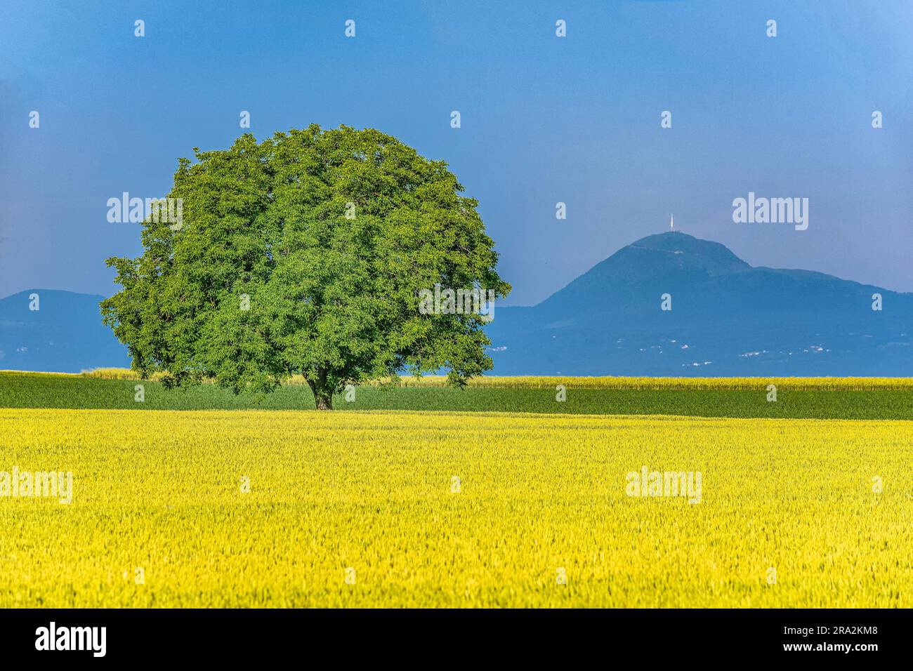 France, Puy de Dome, field of sunflowers and bell tower of the village ...