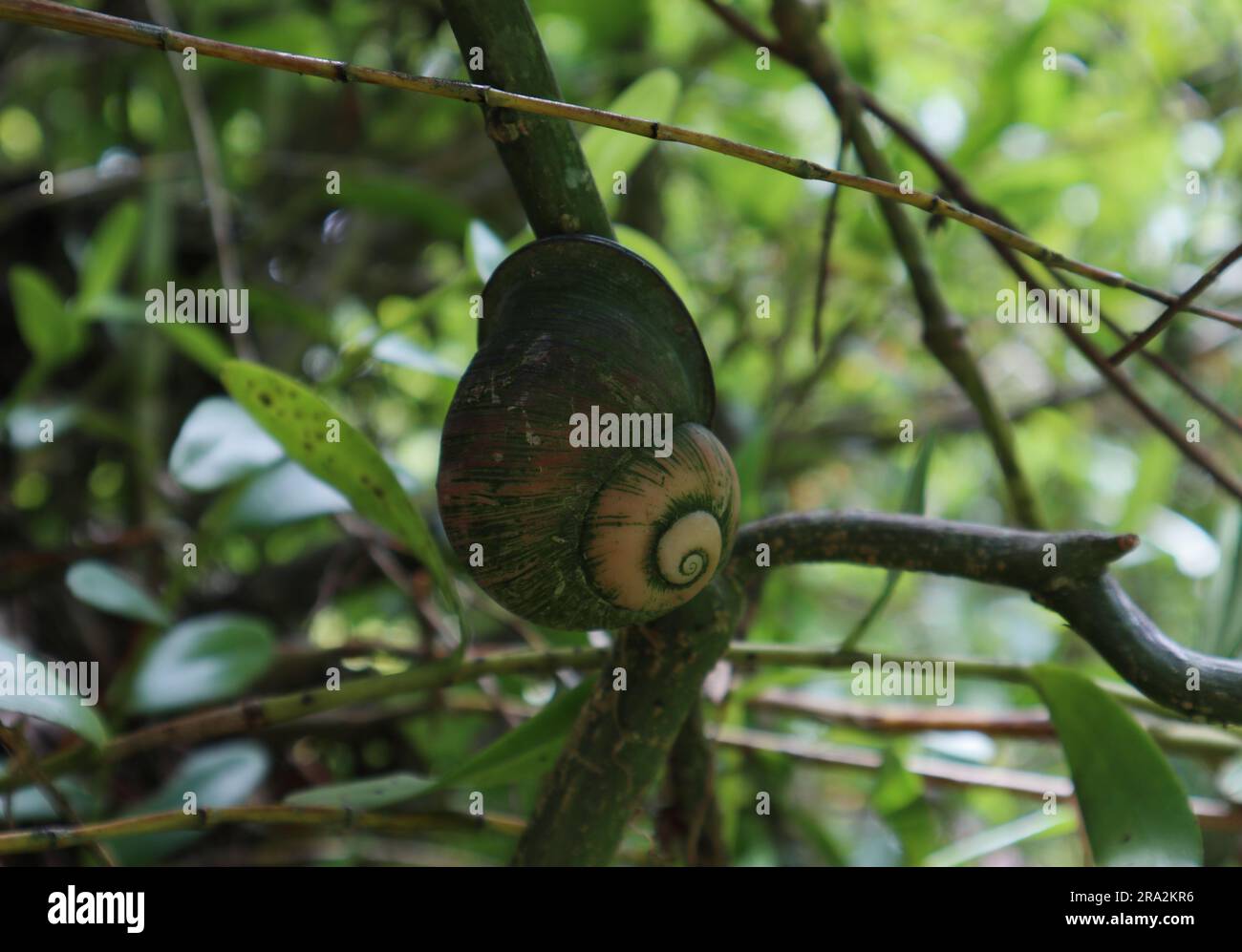 A Giant land snail (Acavus Phoenix) with algae growing on the shell is ...