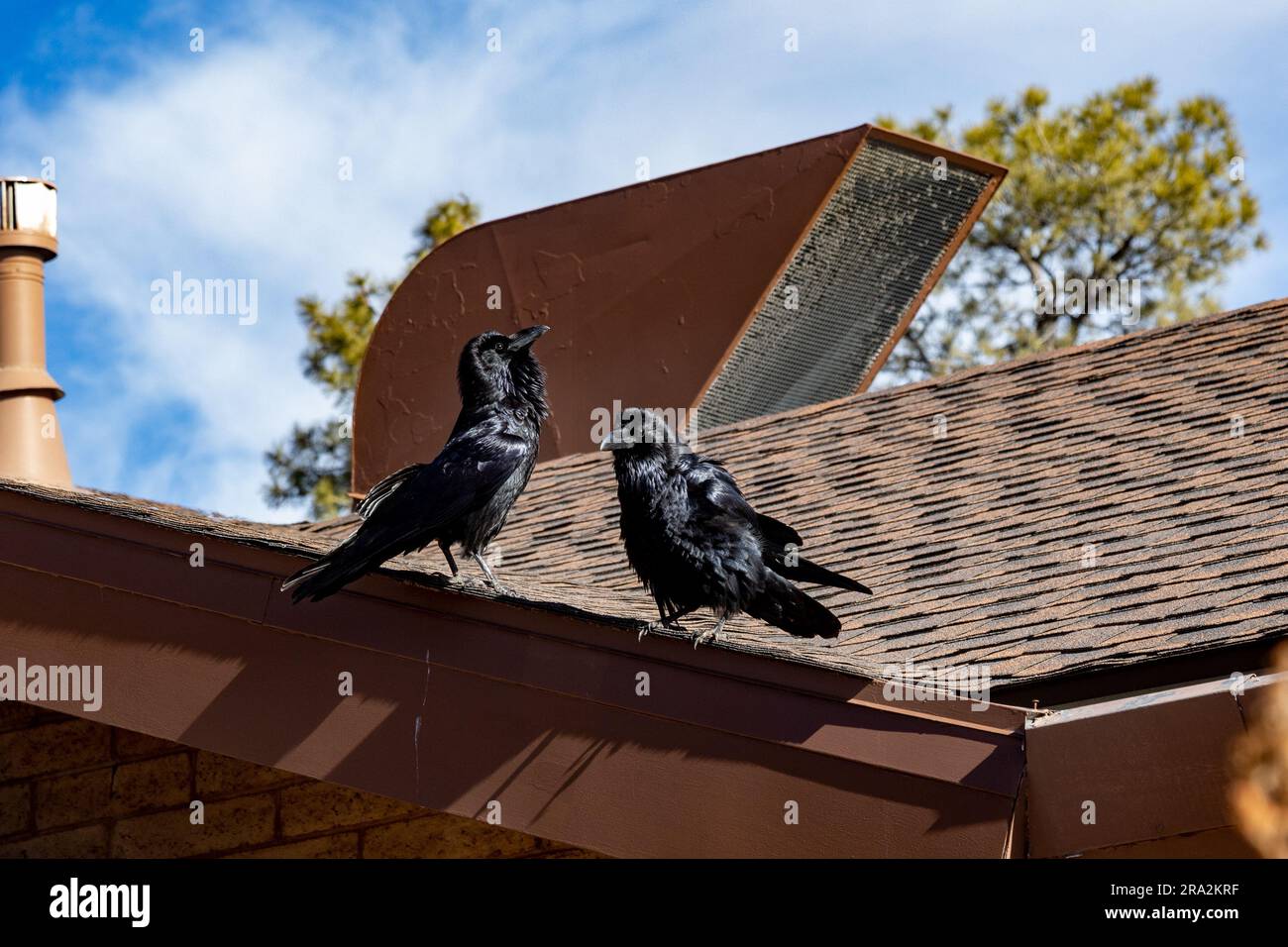 Two black crows perched atop a rooftop, gazing at each other Stock ...