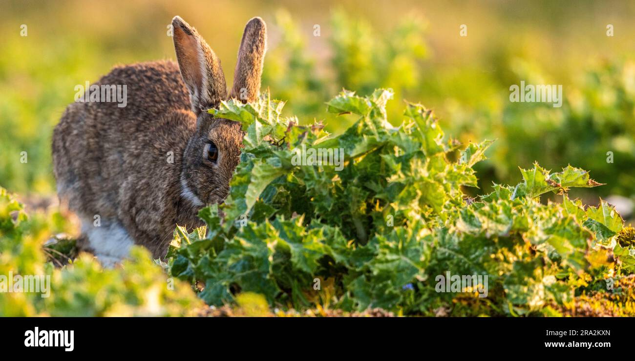 Play and chase hi-res stock photography and images - Alamy
