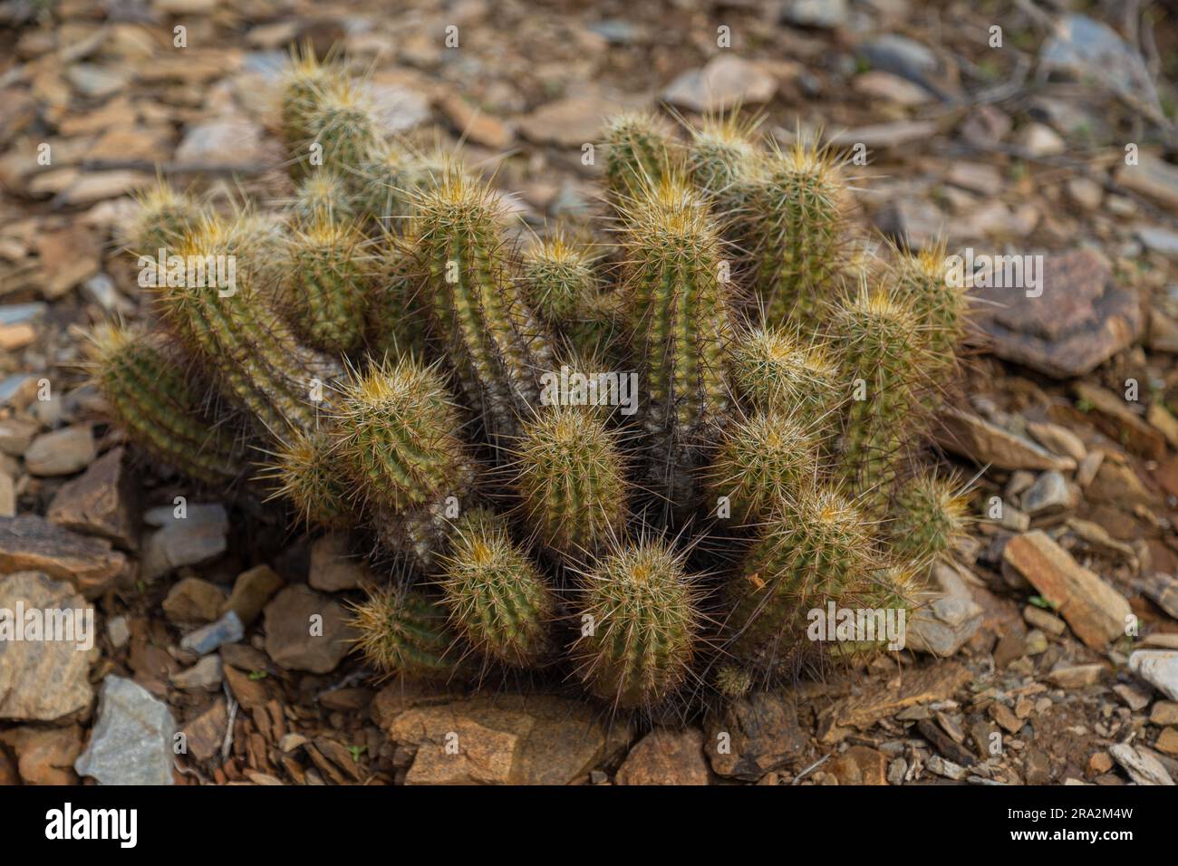 A tall saguaro cactus growing in a desert landscape, with a multitude ...
