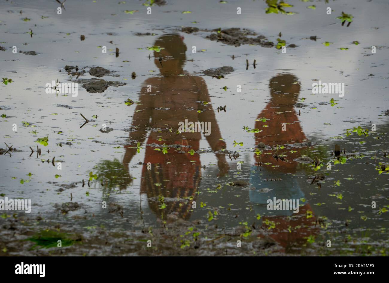 A reflection of farmers planting paddy is seen during Asar Pandra or ...