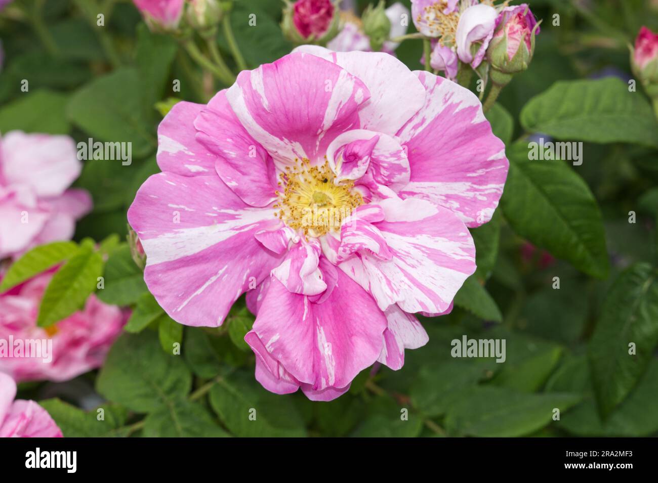 Striped summer flowers of species rose Rosa Mundi in UK garden June ...