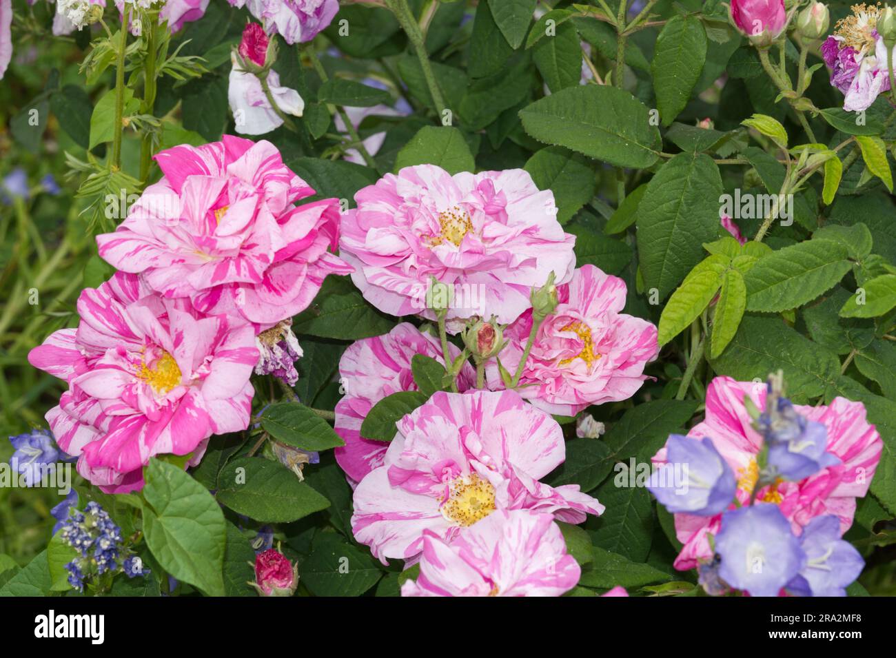 Striped summer flowers of species rose Rosa Mundi in UK garden June ...