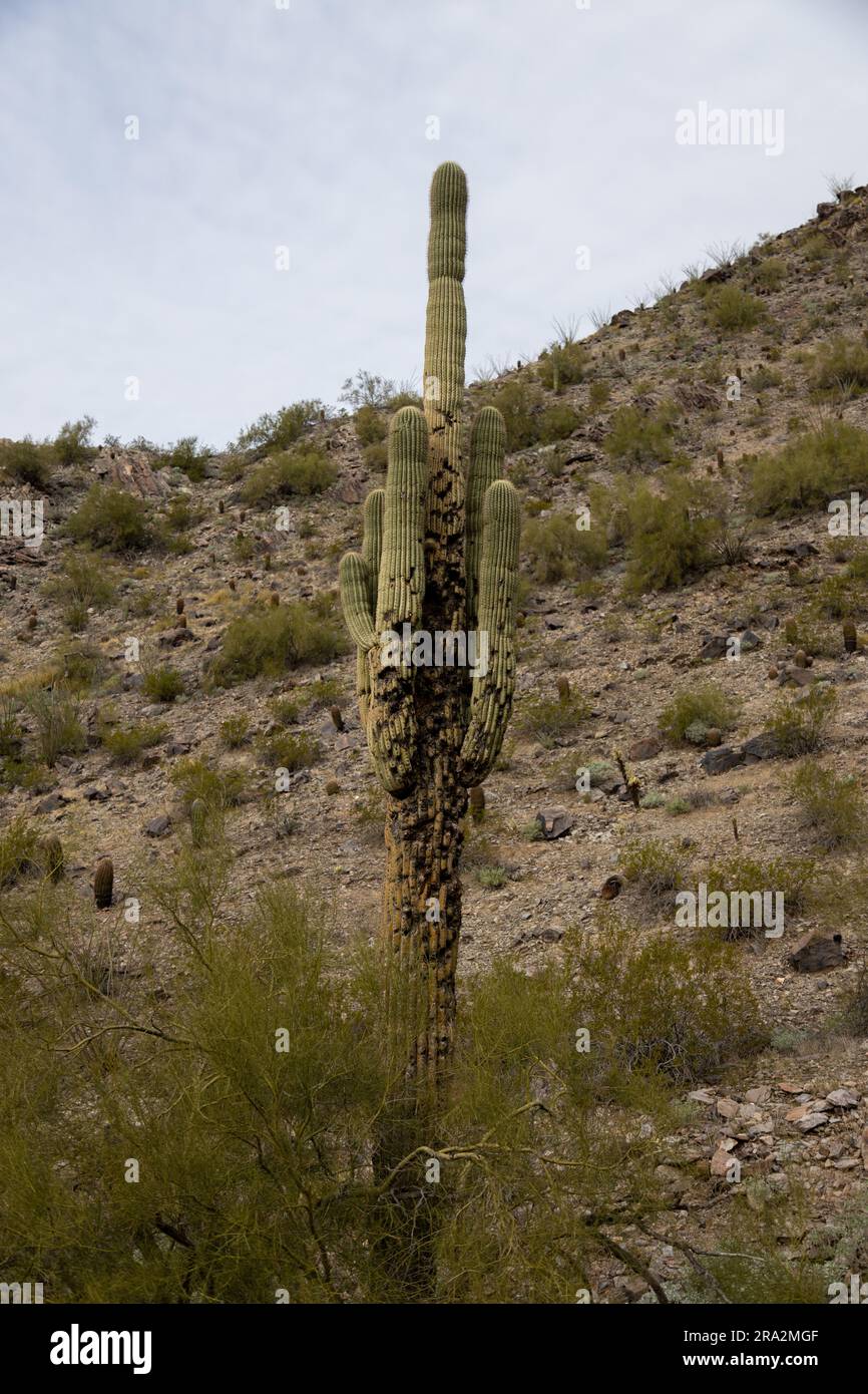 A cactus plant growing on the trunk of a desert tree near a rocky ...