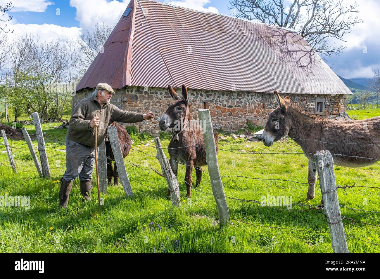 France, Puy de Dome, Chastreix, Remi Fargeix and his donkeys, Parc ...
