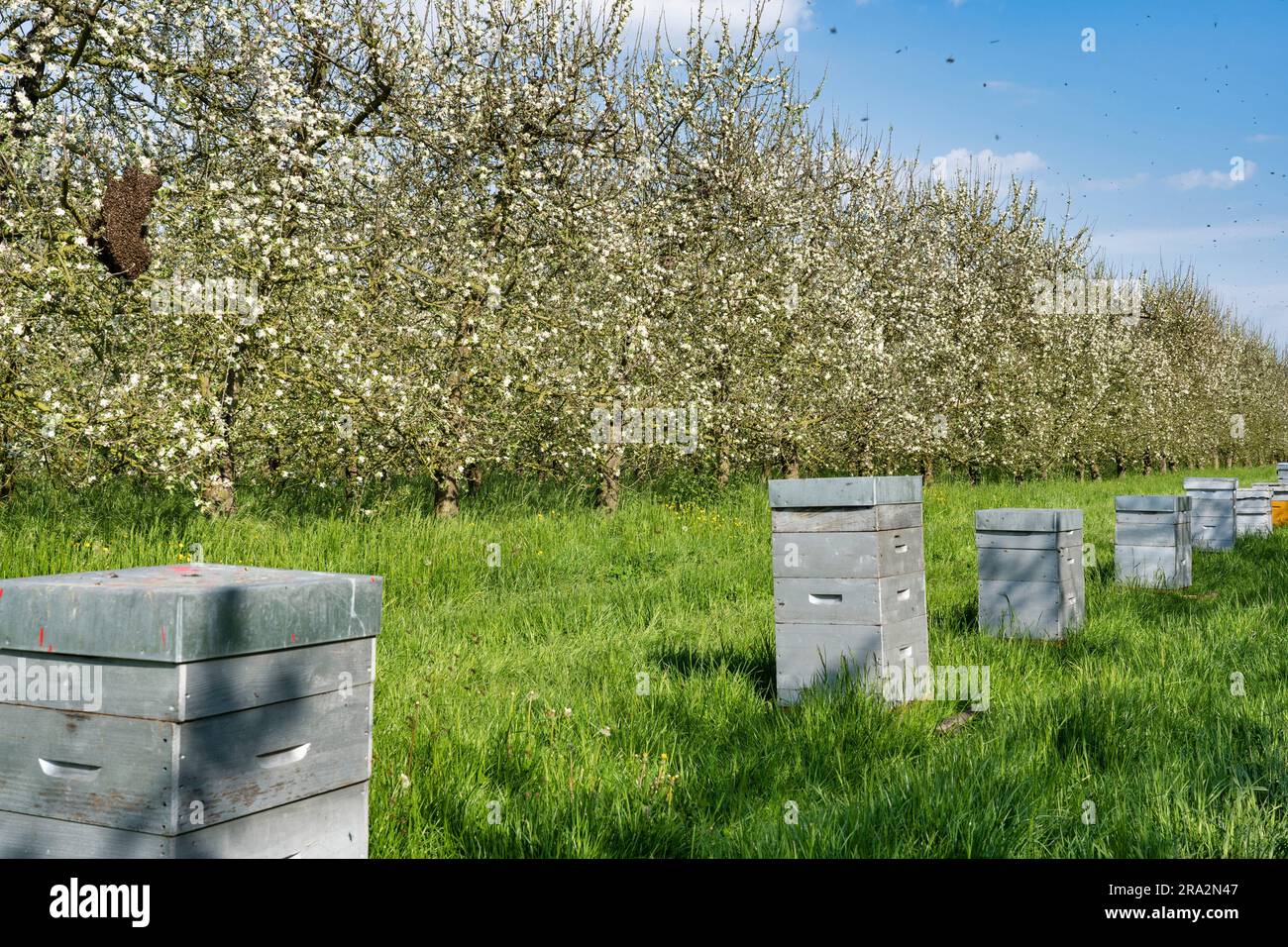 France, Eure, Boisemont, Domaine de Frenelles, the Pressoir d'Or, cider ...