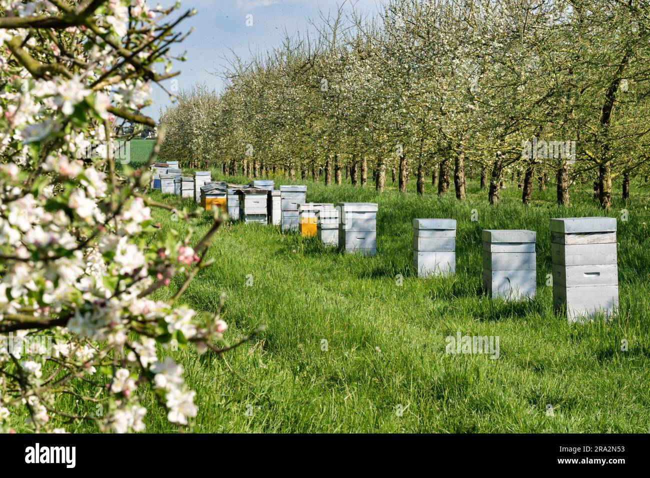 France, Eure, Boisemont, Domaine de Frenelles, the Pressoir d'Or, cider ...