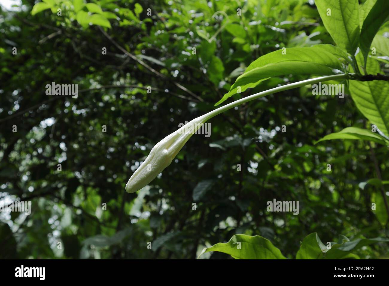 A flower bud of a long stalk trumpet shaped white flower ready to bloom ...
