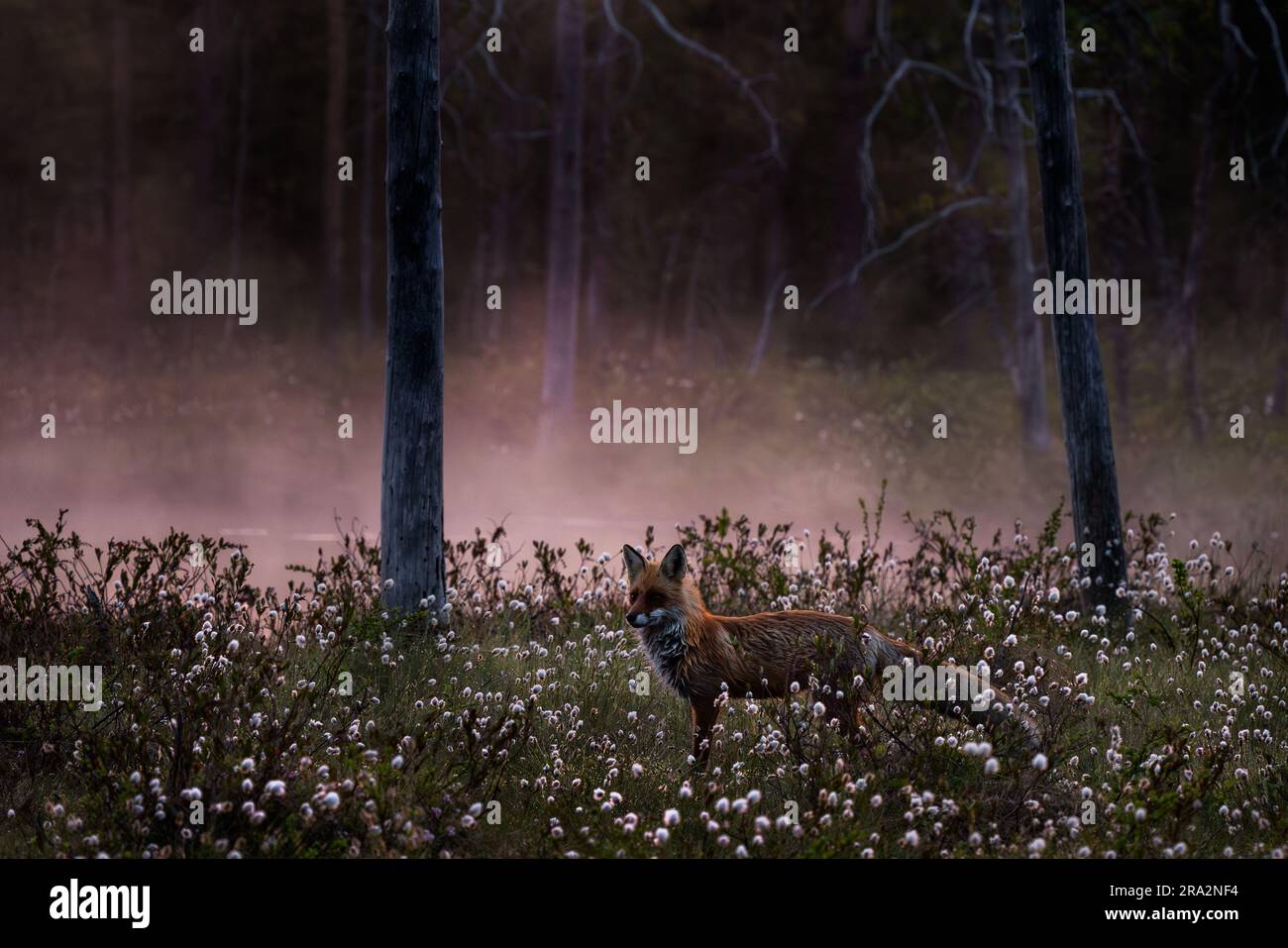 Red Fox - Vulpes vulpes, beautiful popular carnivores in winter from ...