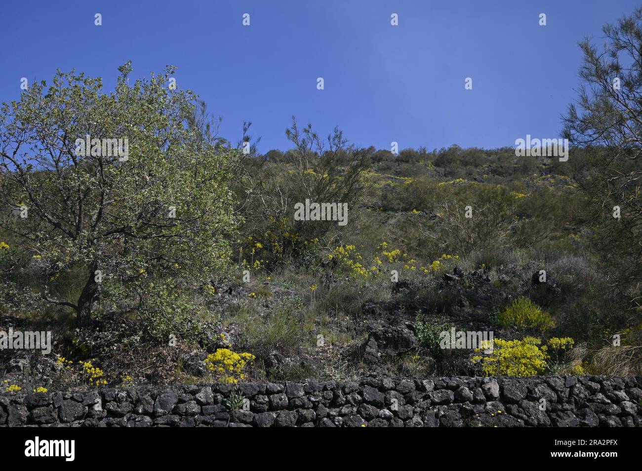 Scenic landscape on the grounds of Parco dell'Etna a protected natural ...