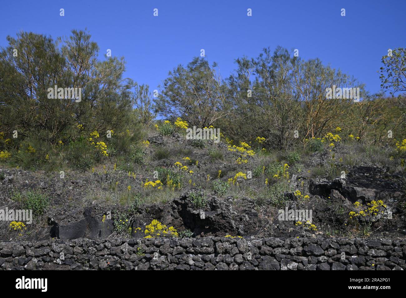 Scenic landscape on the grounds of Parco dell'Etna a protected natural ...
