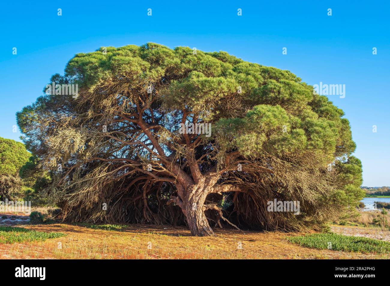 Sancha de portugal hi-res stock photography and images - Alamy
