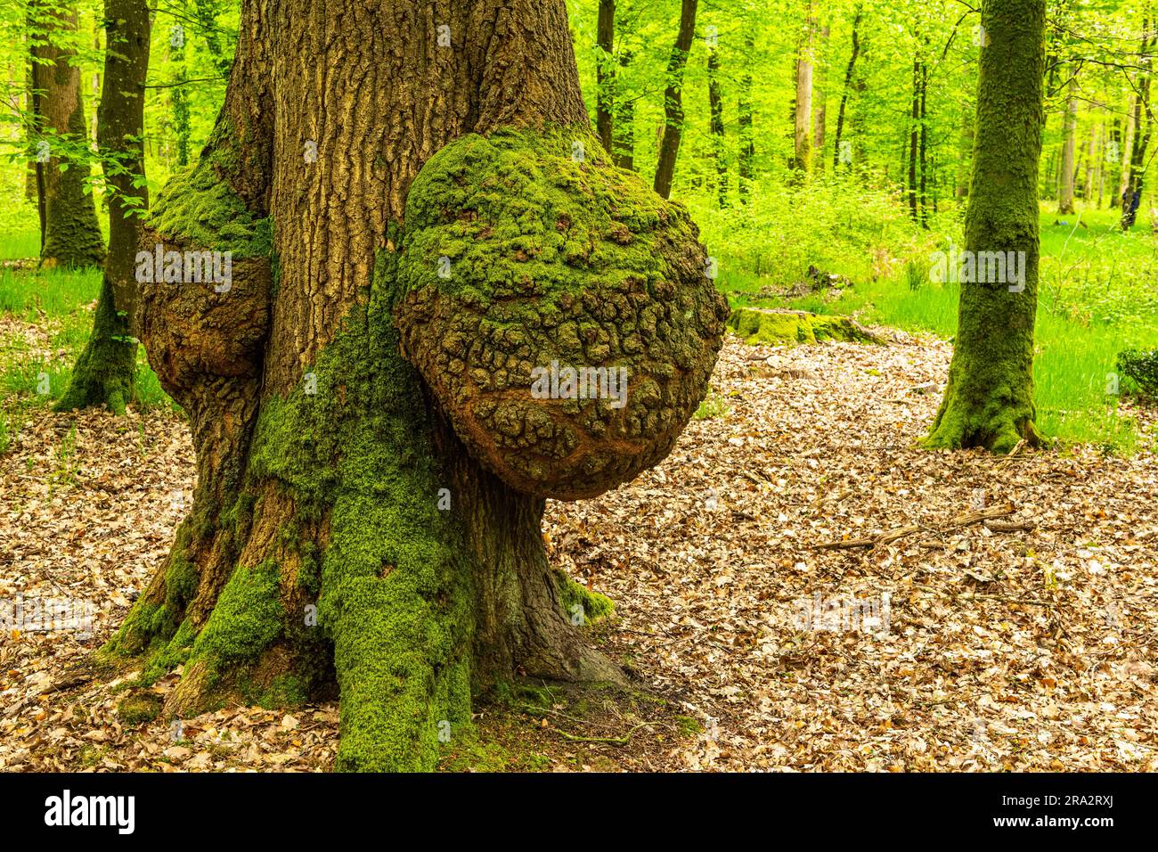 France, Somme, Crécy Forest, canker on the trunk of an oak tree Stock ...