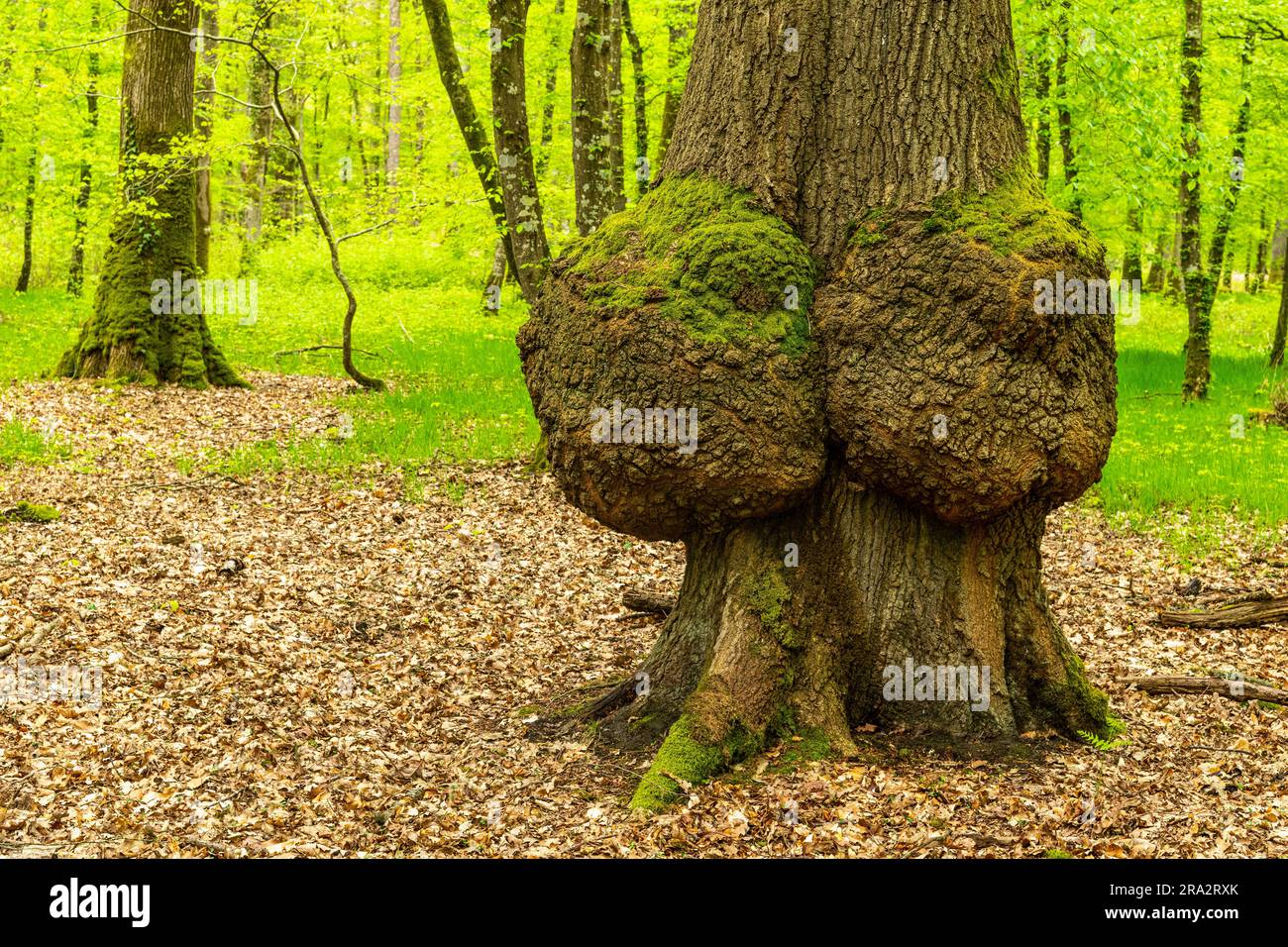 France, Somme, Crécy Forest, canker on the trunk of an oak tree Stock ...