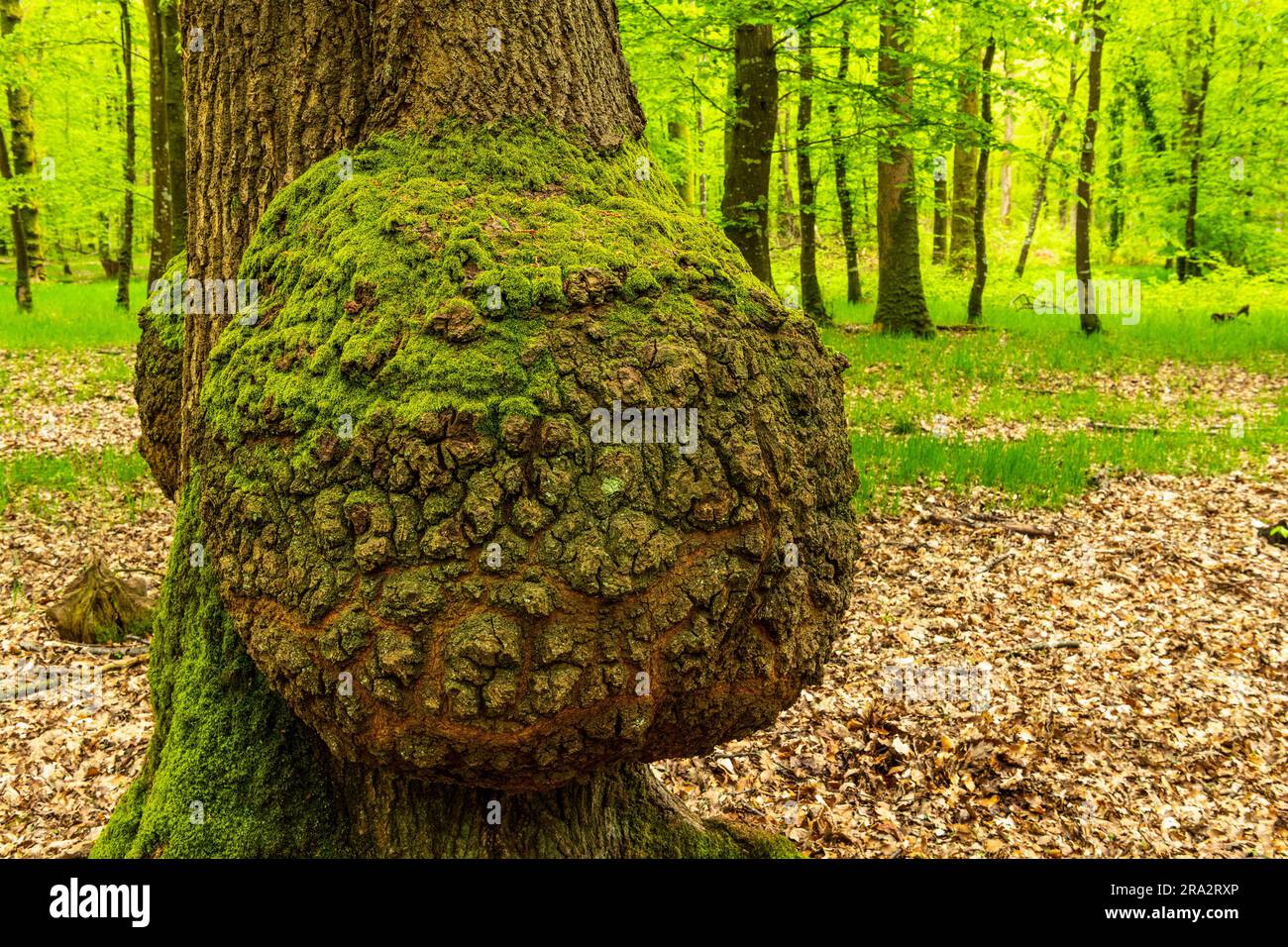 France, Somme, Crécy Forest, canker on the trunk of an oak tree Stock ...