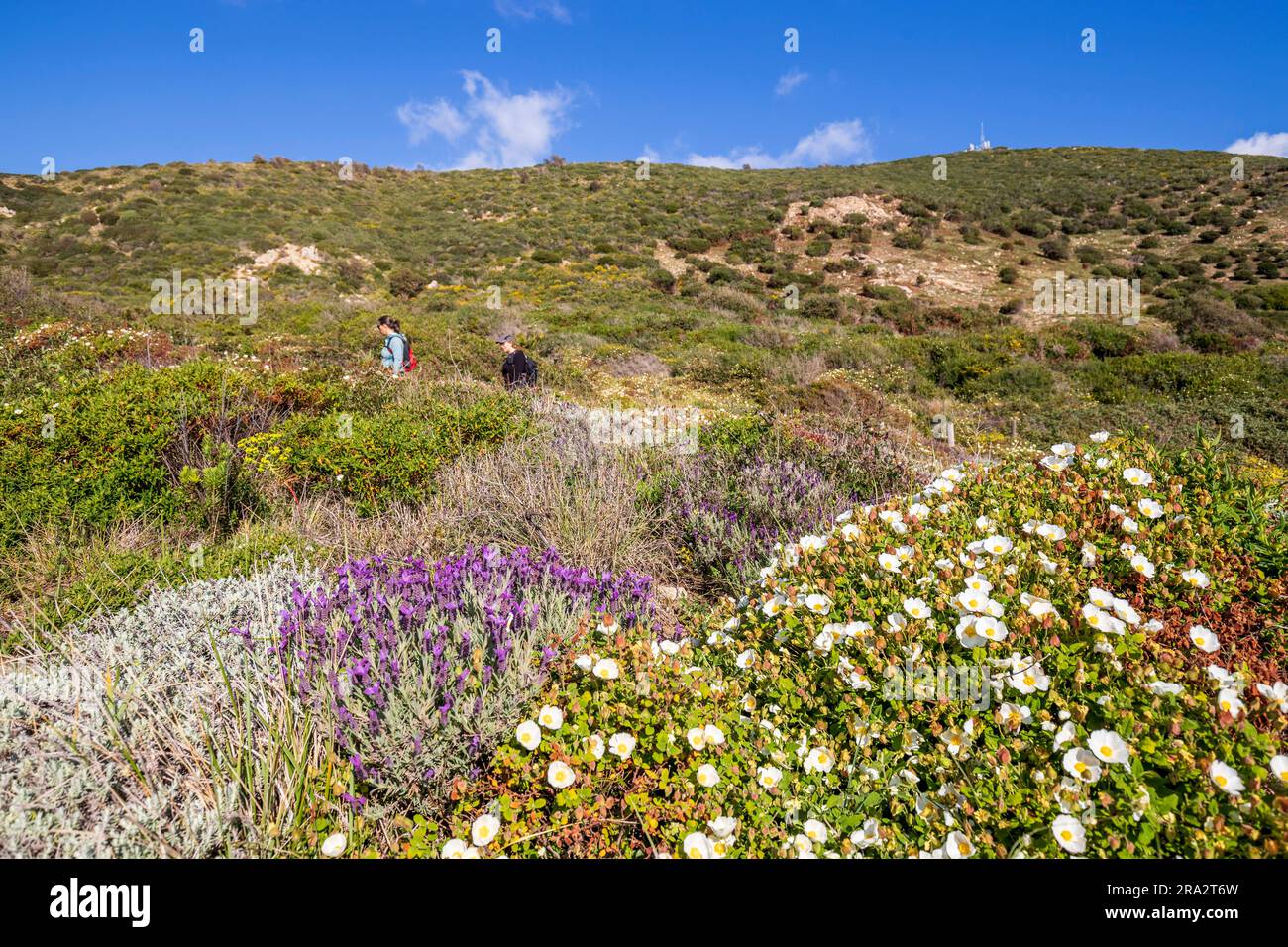 France, Var, Saint-Tropez peninsula, Ramatuelle, butterfly lavender ...