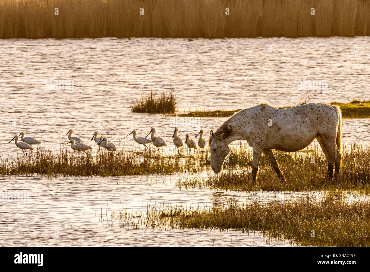 France, Somme, Somme Bay, Noyelles-sur-mer, horse and Spoonbill ...