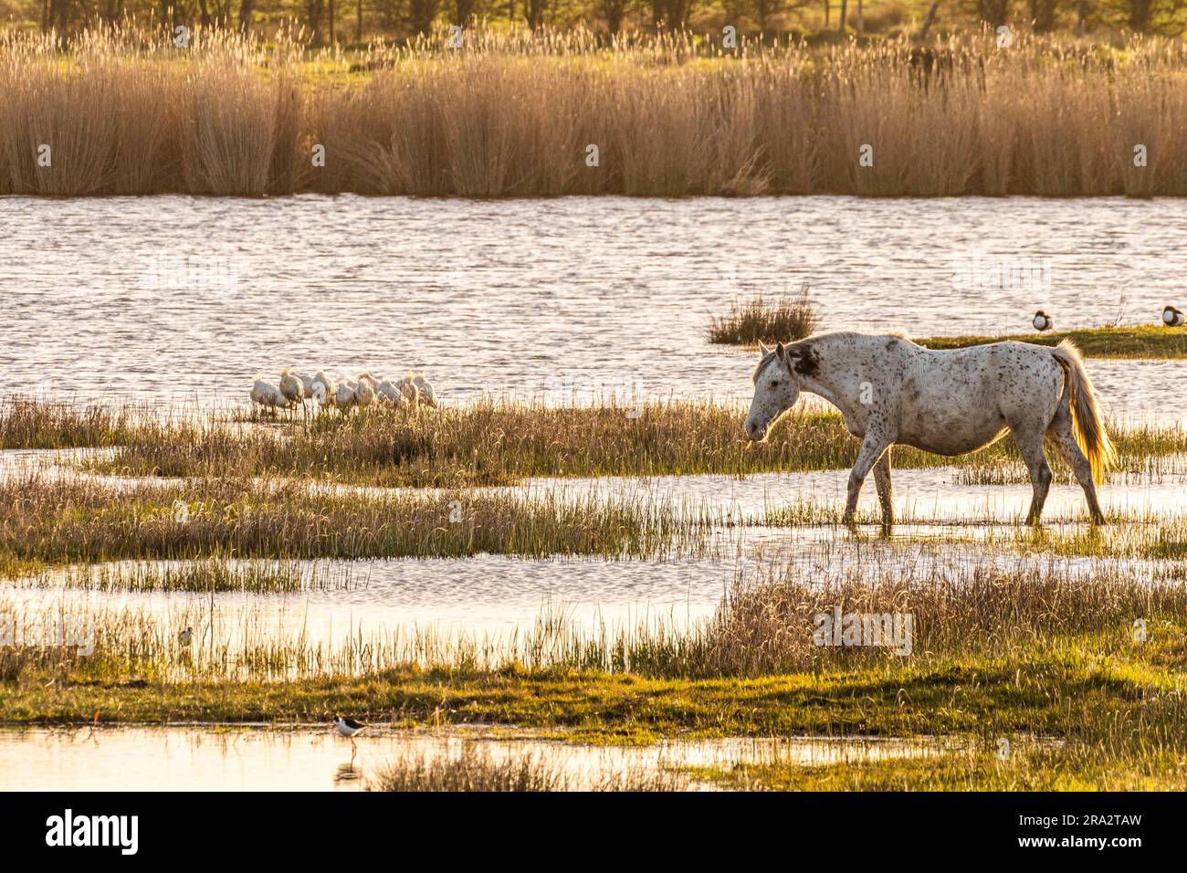 France, Somme, Somme Bay, Noyelles-sur-mer, horse and Spoonbill ...