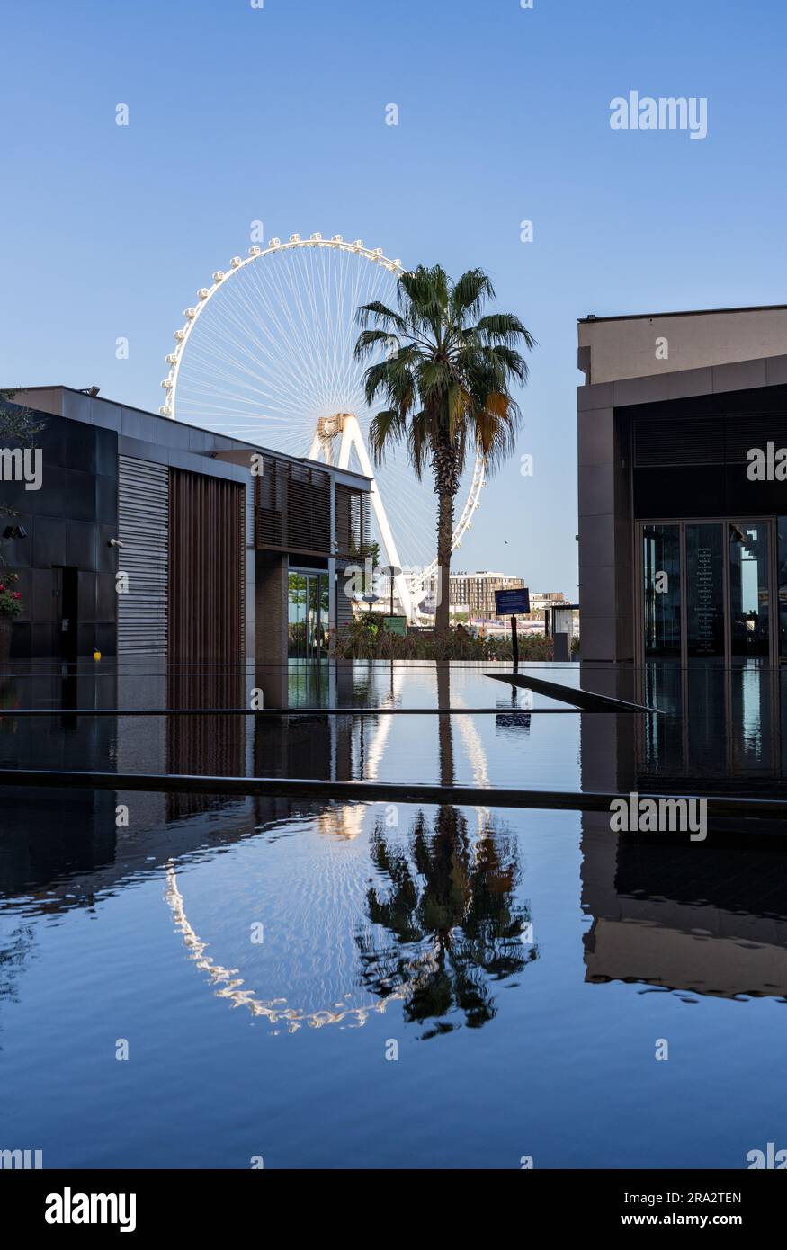 Large tree in water feature at JBR Beach Dubai with Observation Wheel ...