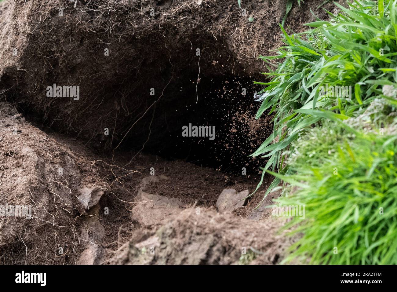 Puffin burrow - soil flying out of puffin burrow as a puffin inside ...