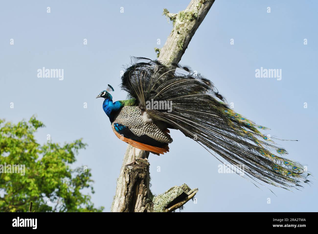 Indian Peafowl. National bird of India Stock Photo - Alamy