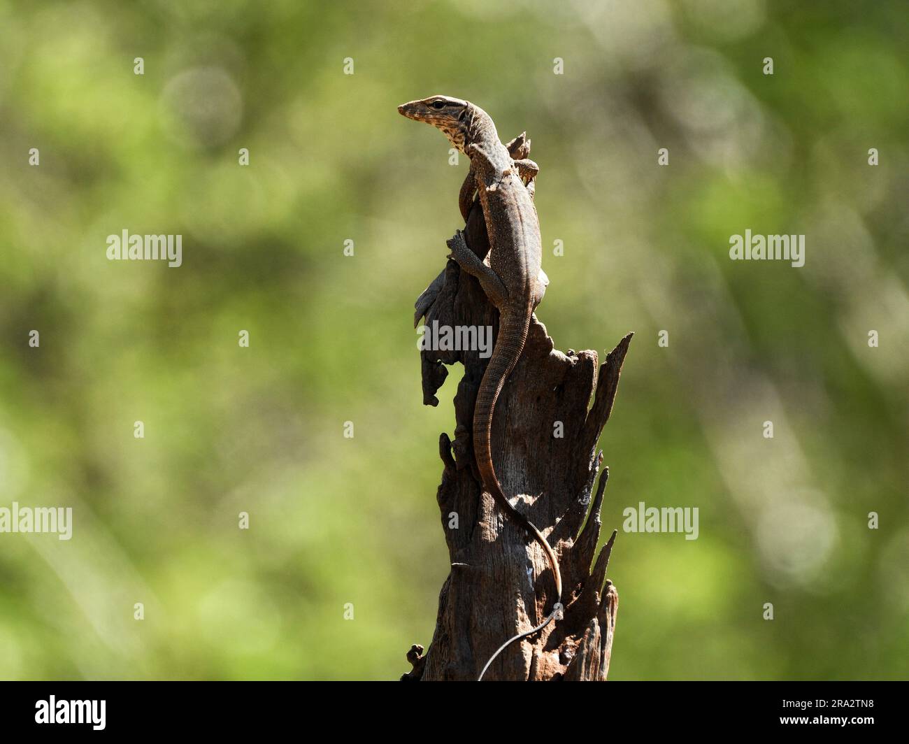 Monitor Lizard. Small one Stock Photo - Alamy