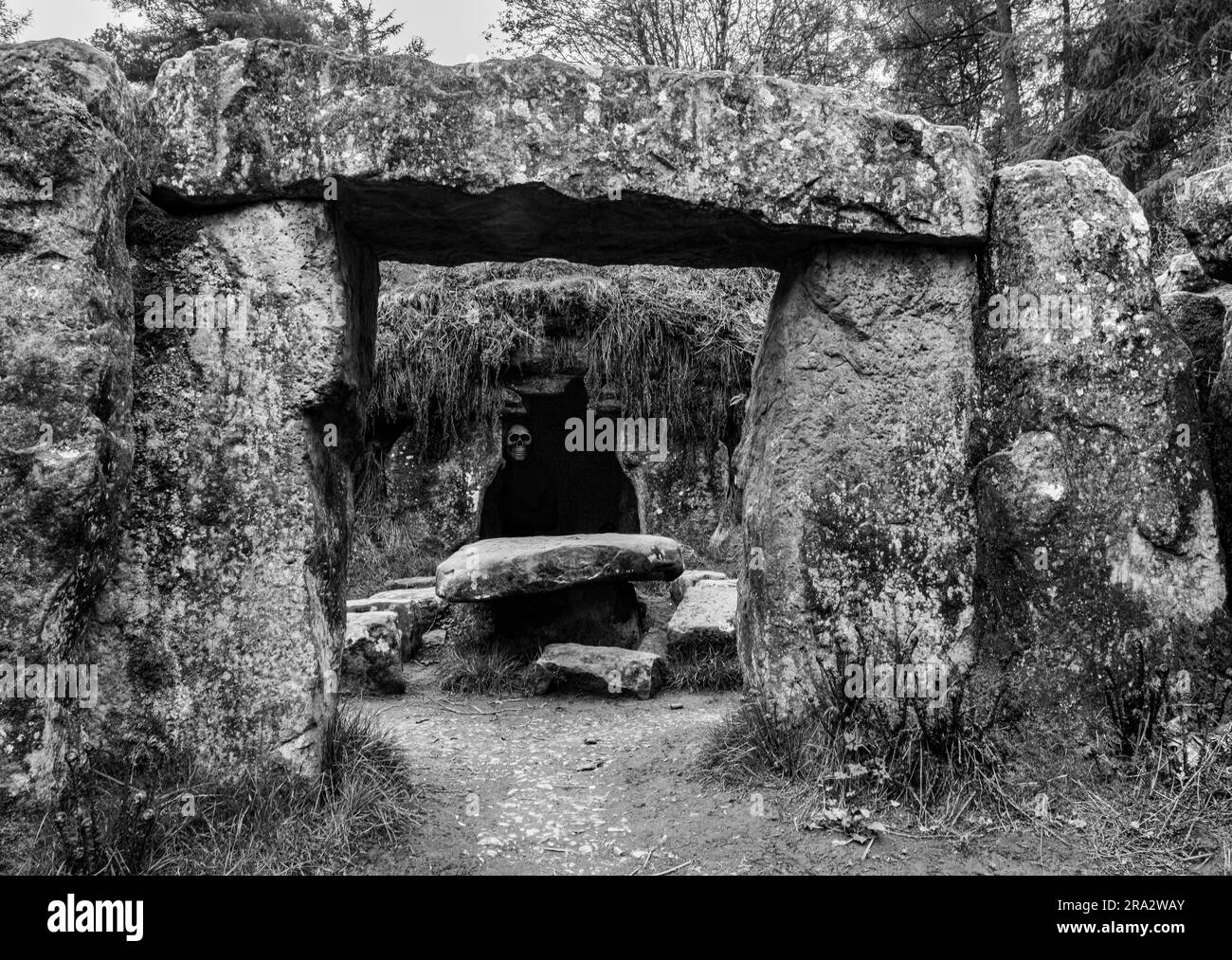 Victorian folly of Druids Plantation with standing stones created in ...