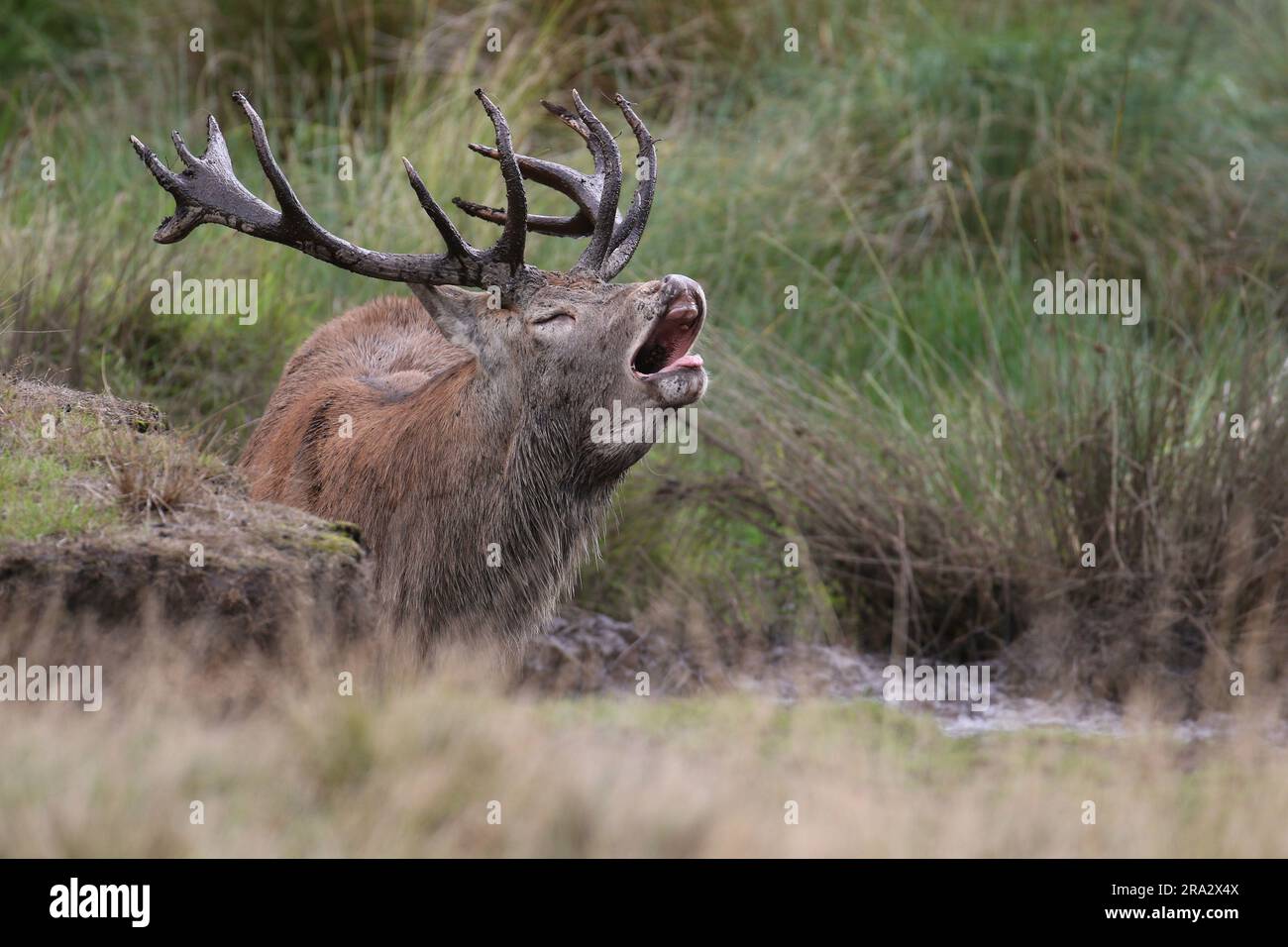 Mating deer hi-res stock photography and images - Alamy