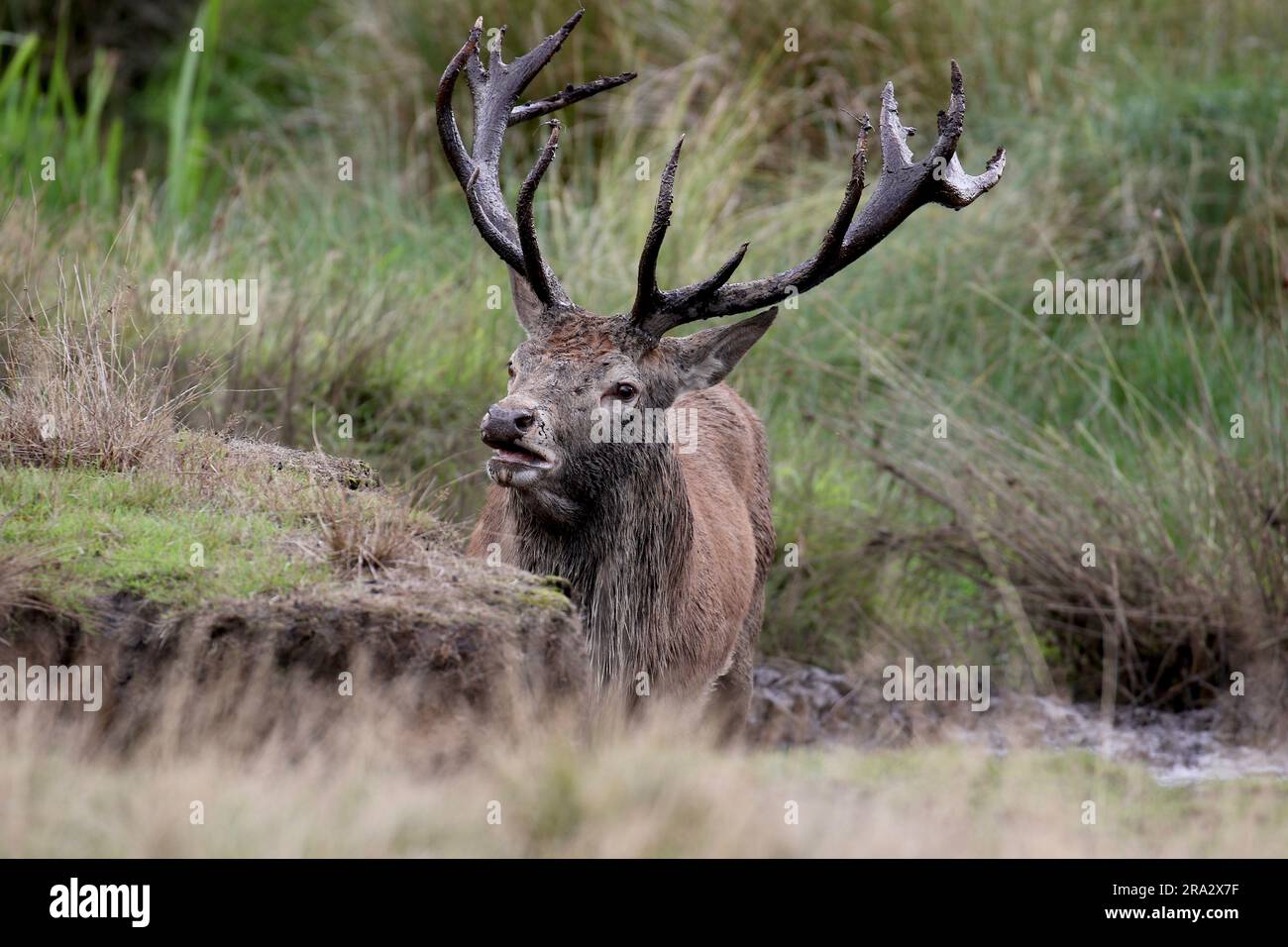 Wallowing stag hi-res stock photography and images - Alamy