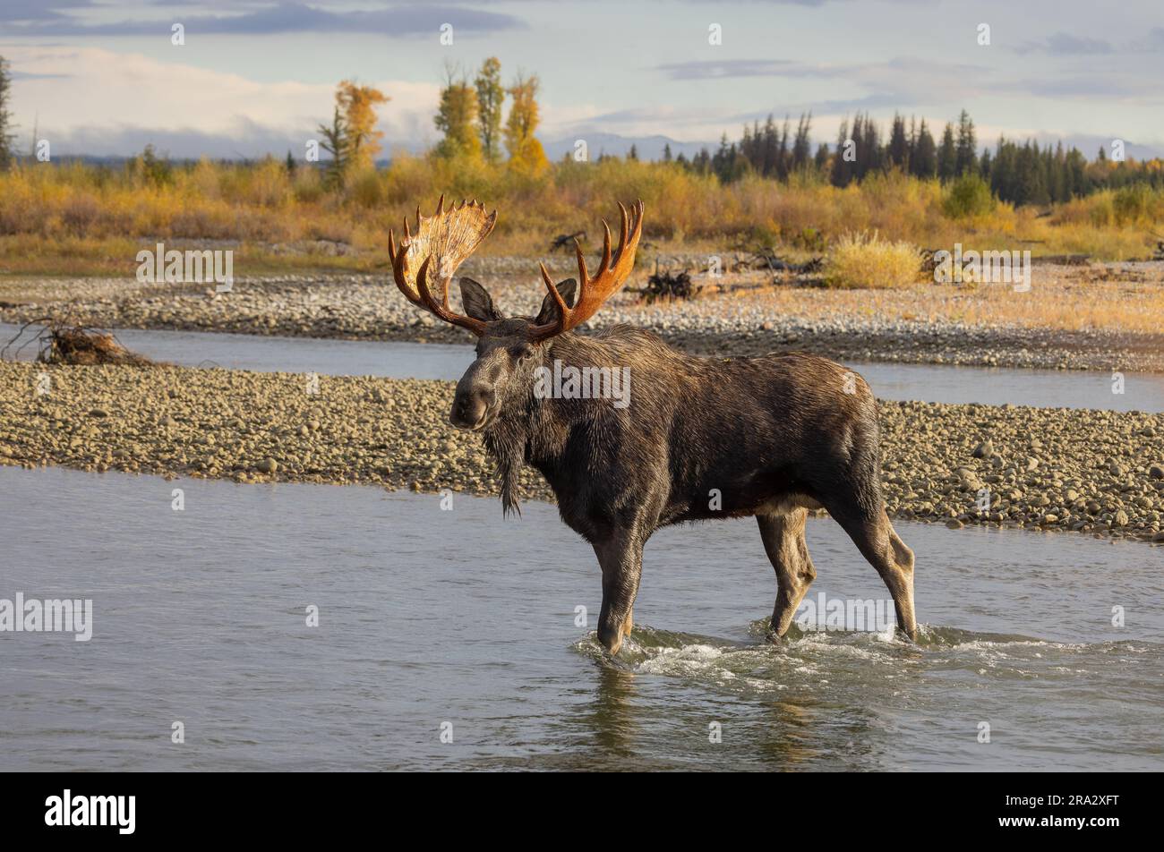 Bull Moose During the Fall Rut in Wyoming Stock Photo - Alamy