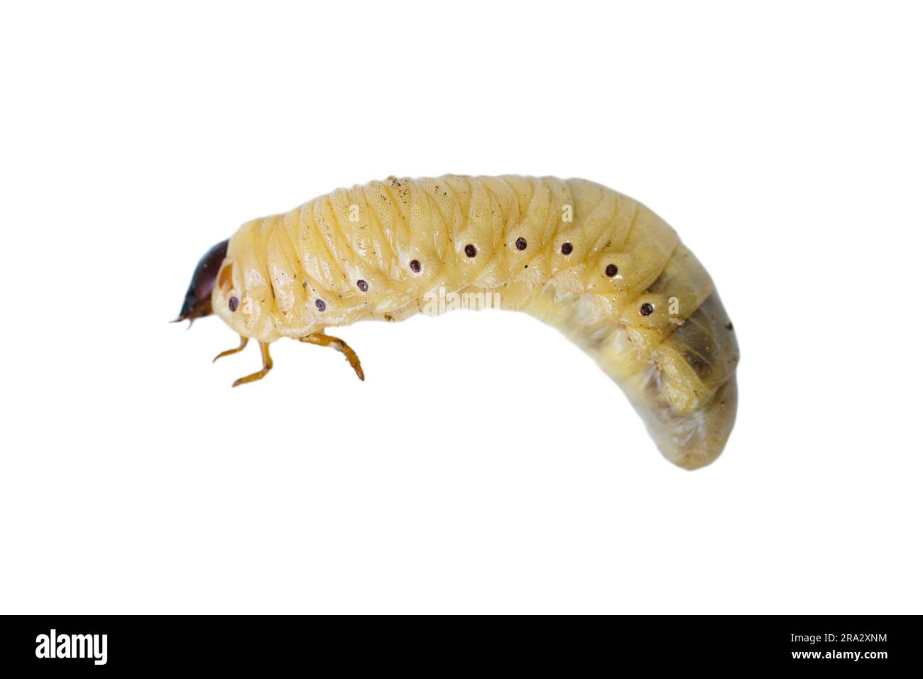 Large fat larva of the Maybug isolated on white background, top view ...
