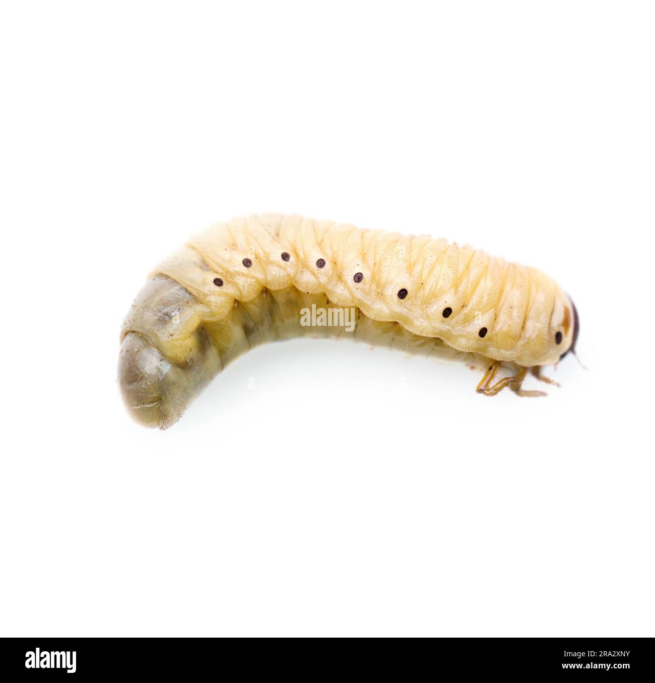 Large fat larva of the Maybug isolated on white background, top view ...