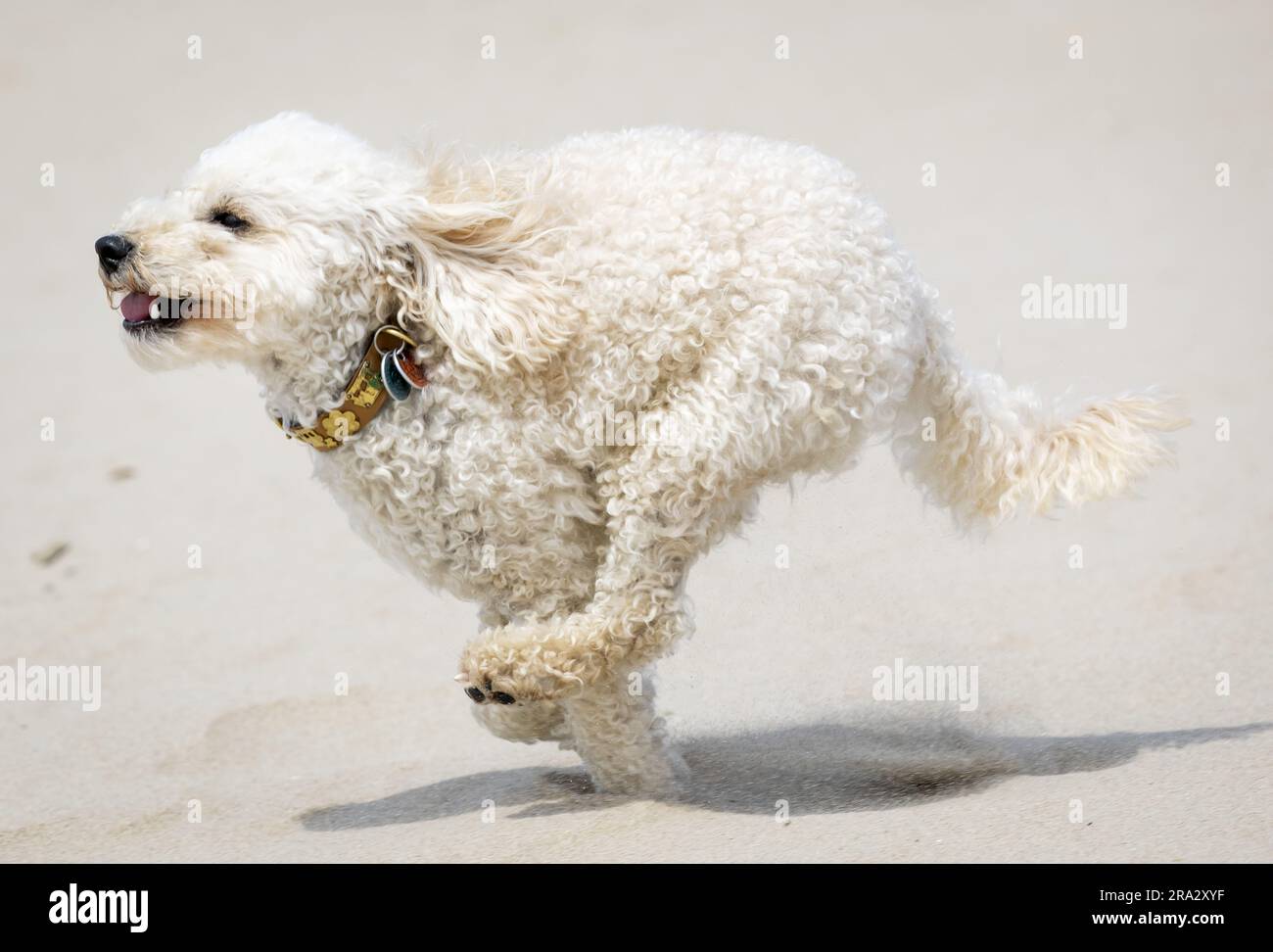 THE HAGUE - Dog Mambo on the Zuiderstrand during the traditional photo ...