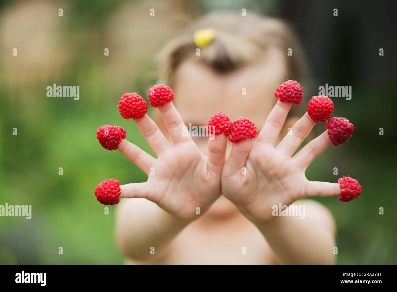 A little cheerful girl put a raspberry on her finger in the garden ...