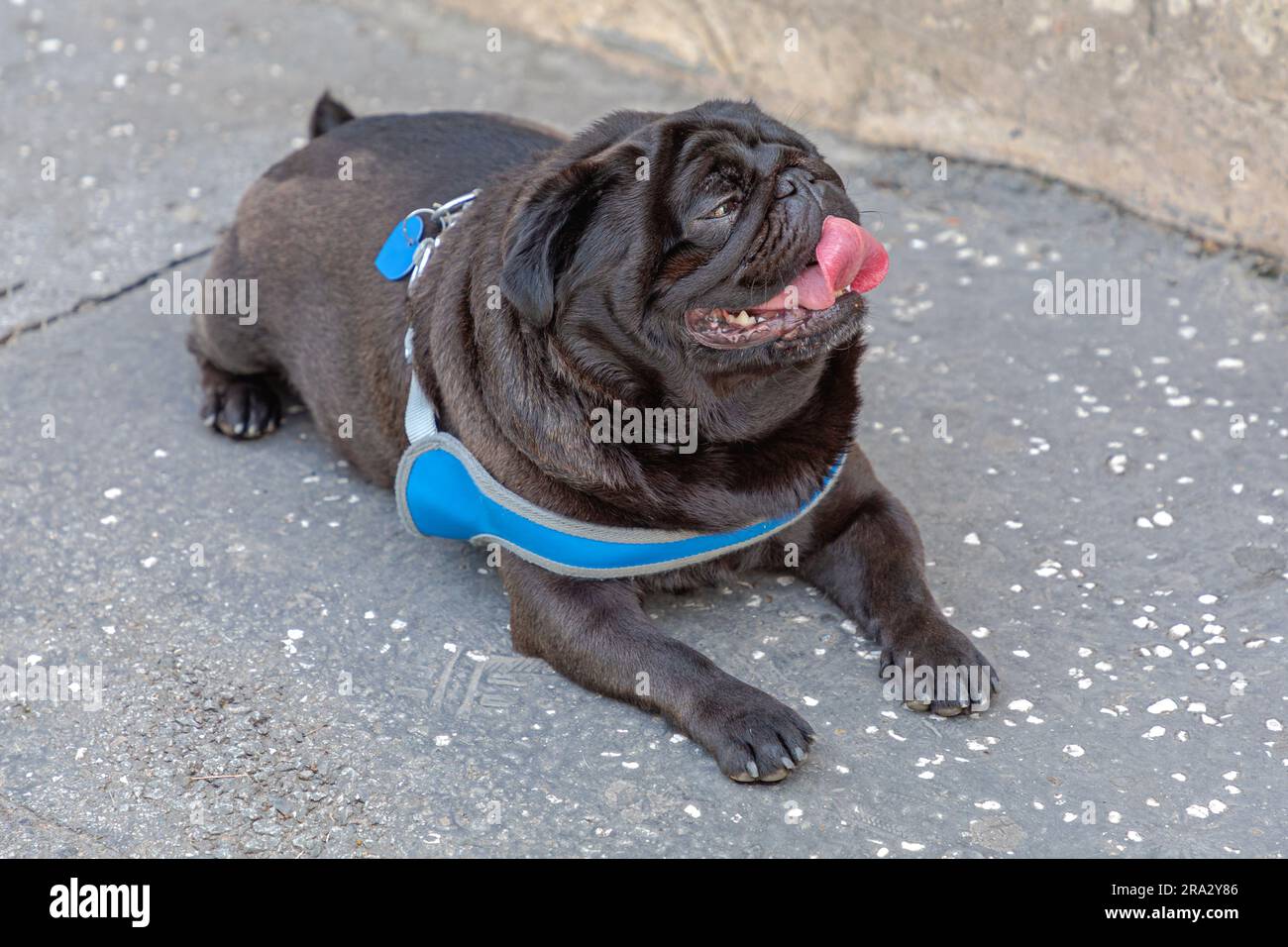 Black Pug Dog Laying Down With Tongue Hanging Out Stock Photo - Alamy