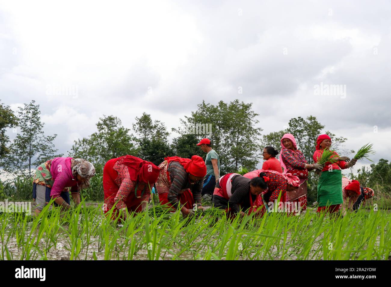(230630) -- KATHMANDU, June 30, 2023 (Xinhua) -- People plant paddy ...